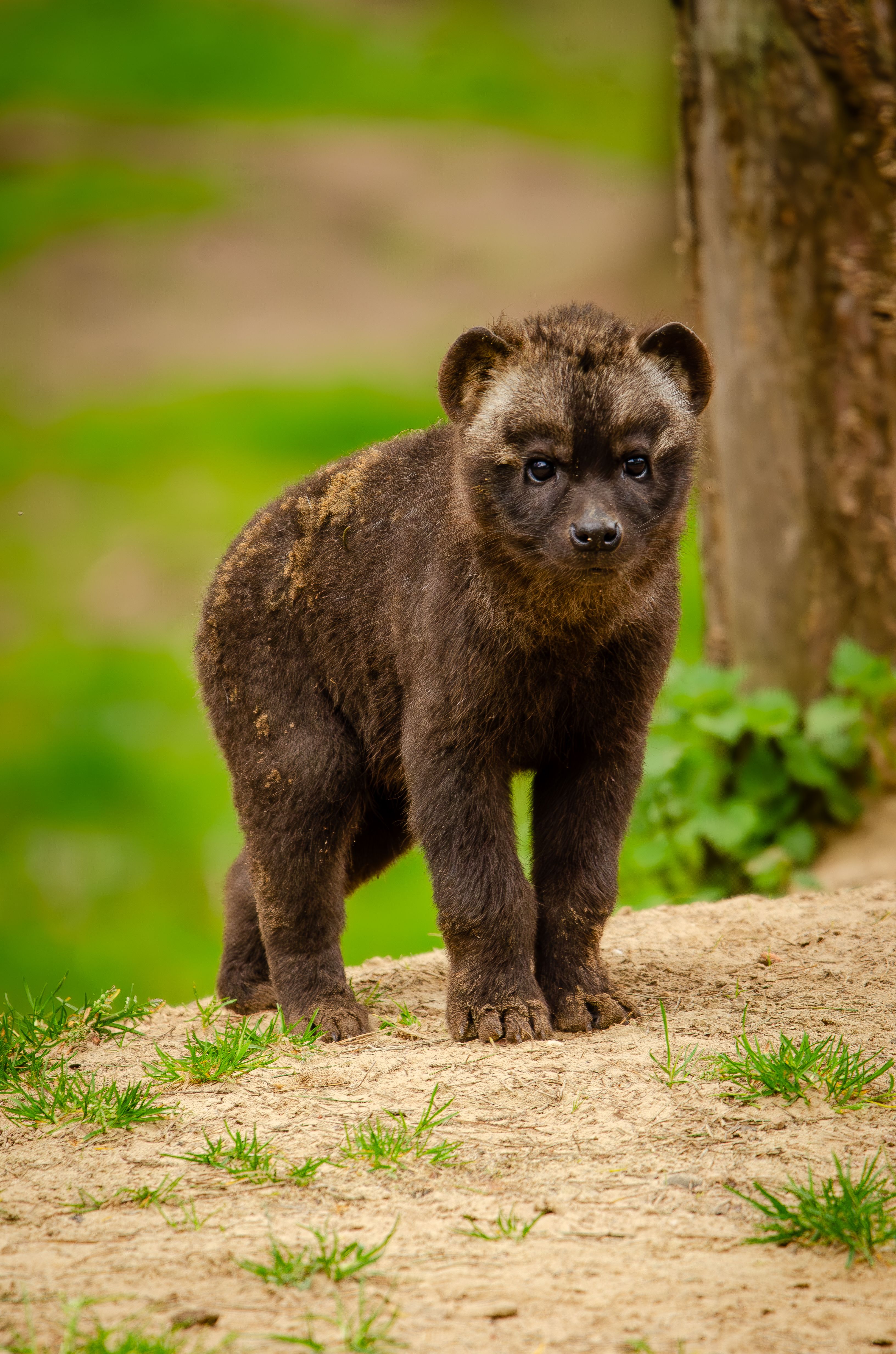 Hyena Hyaenidae Photos, Download The BEST Free Hyena Hyaenidae Stock ...