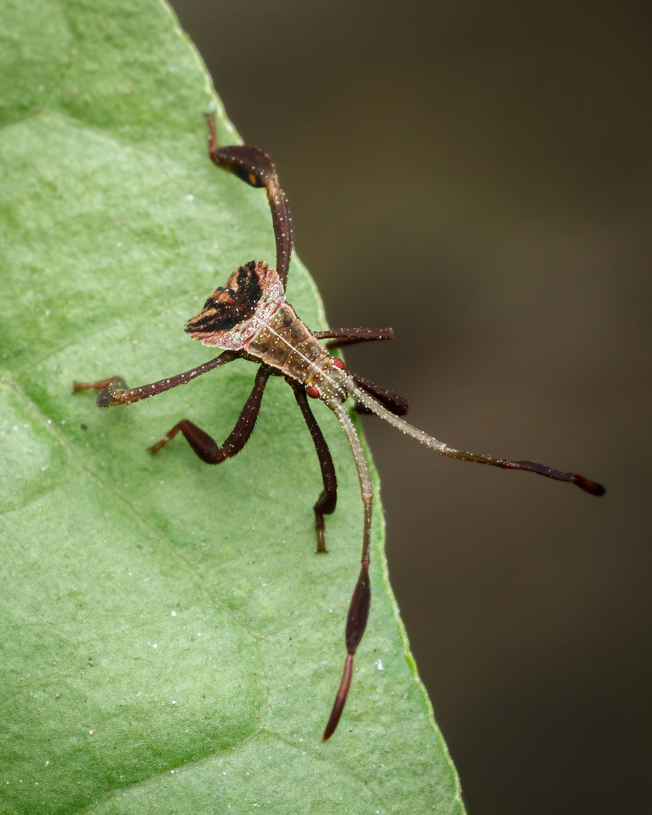 A small insect with long legs on a leaf · Free Stock Photo