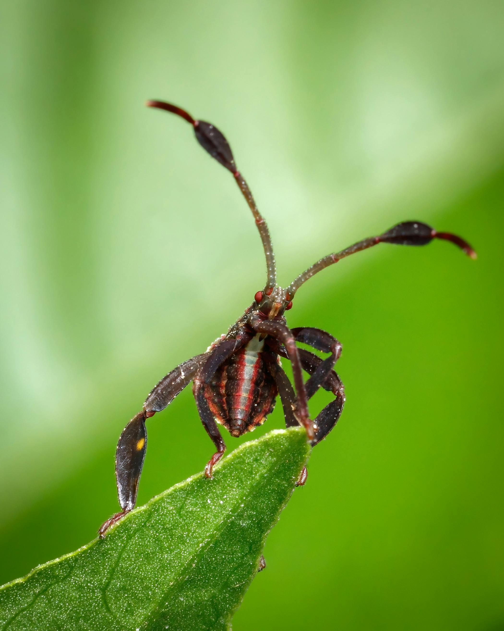 A bug with long legs on a leaf · Free Stock Photo