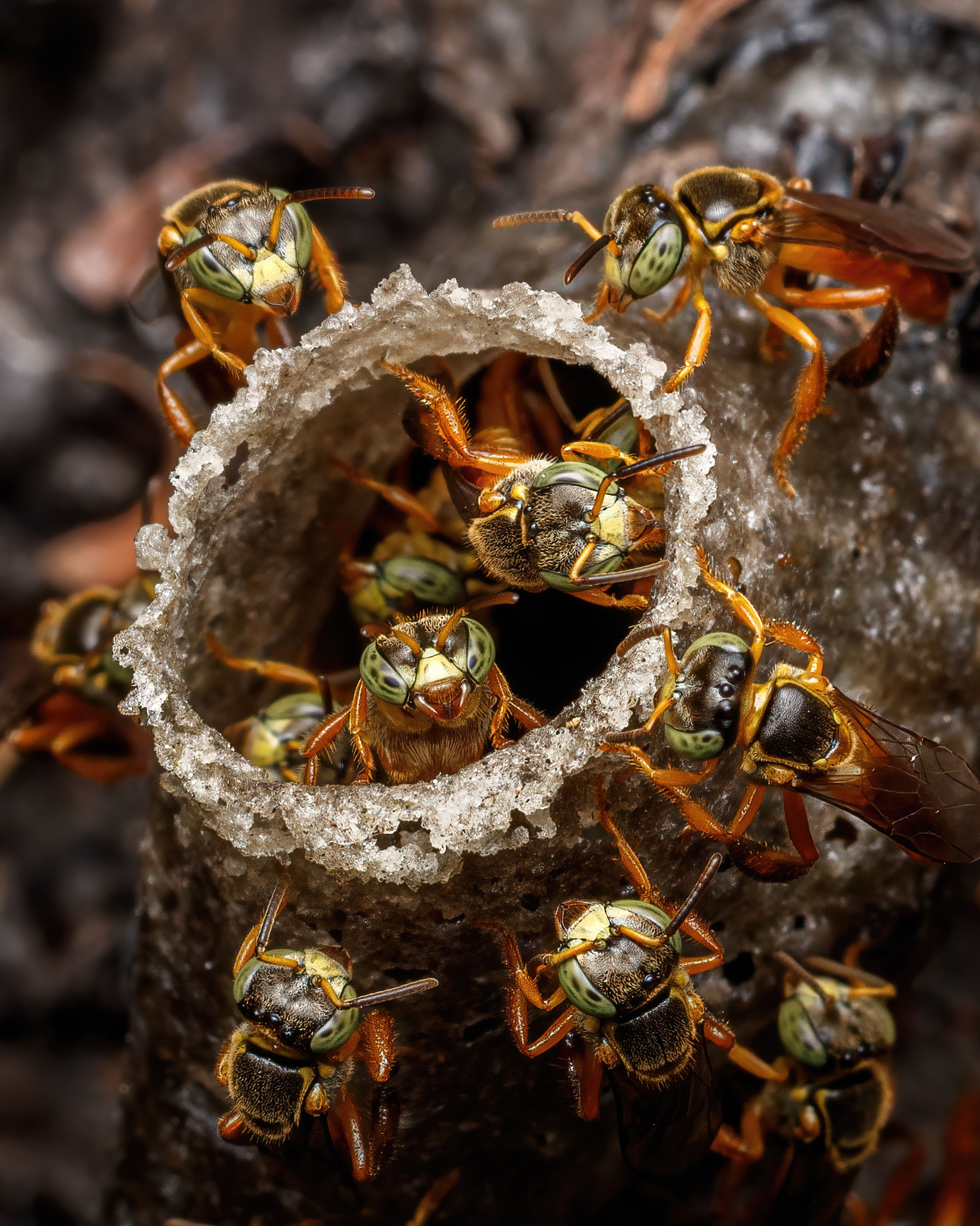 A group of wasps are inside a hollowed out tree · Free Stock Photo