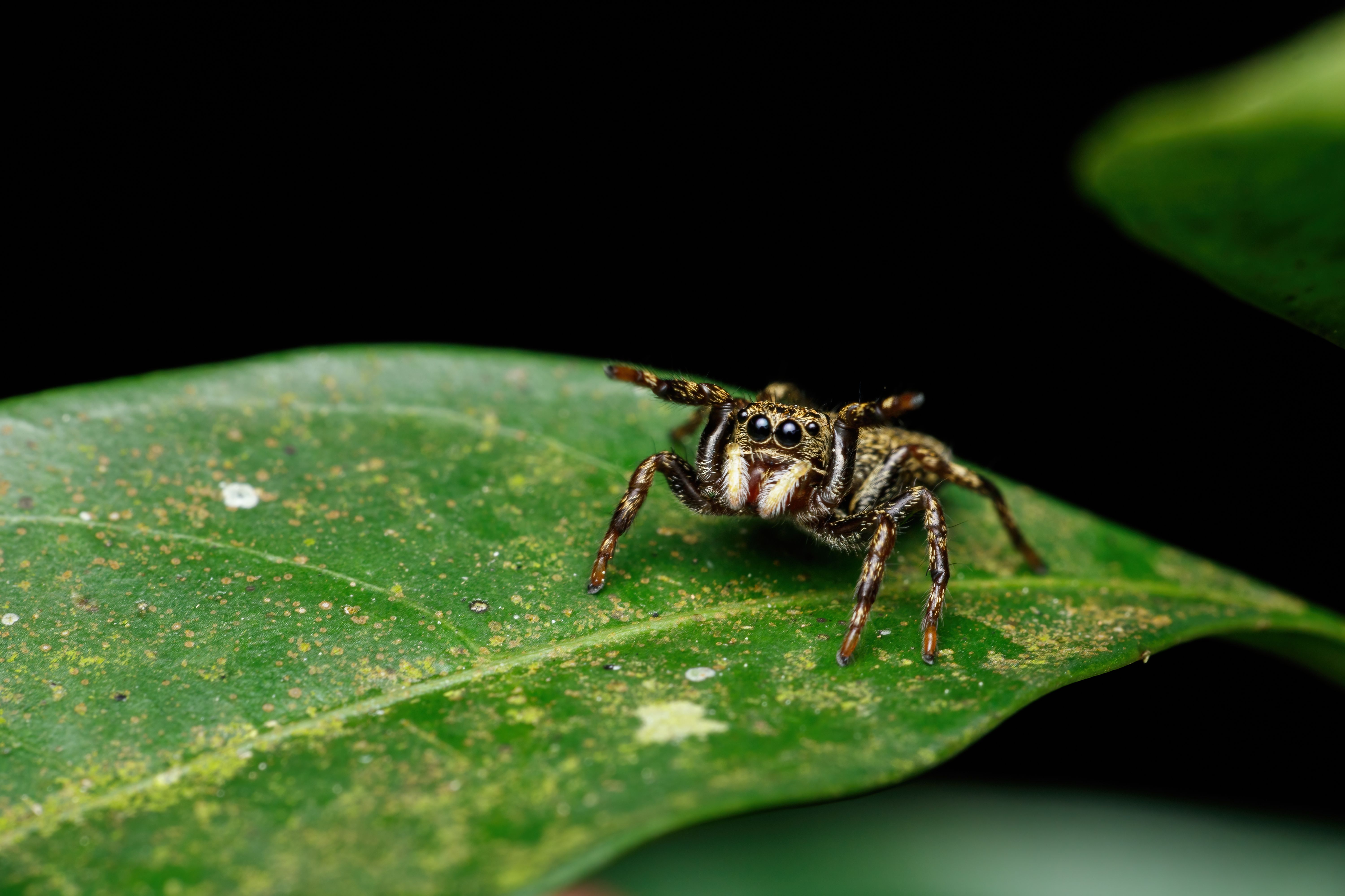 A small spider sitting on top of a leaf · Free Stock Photo