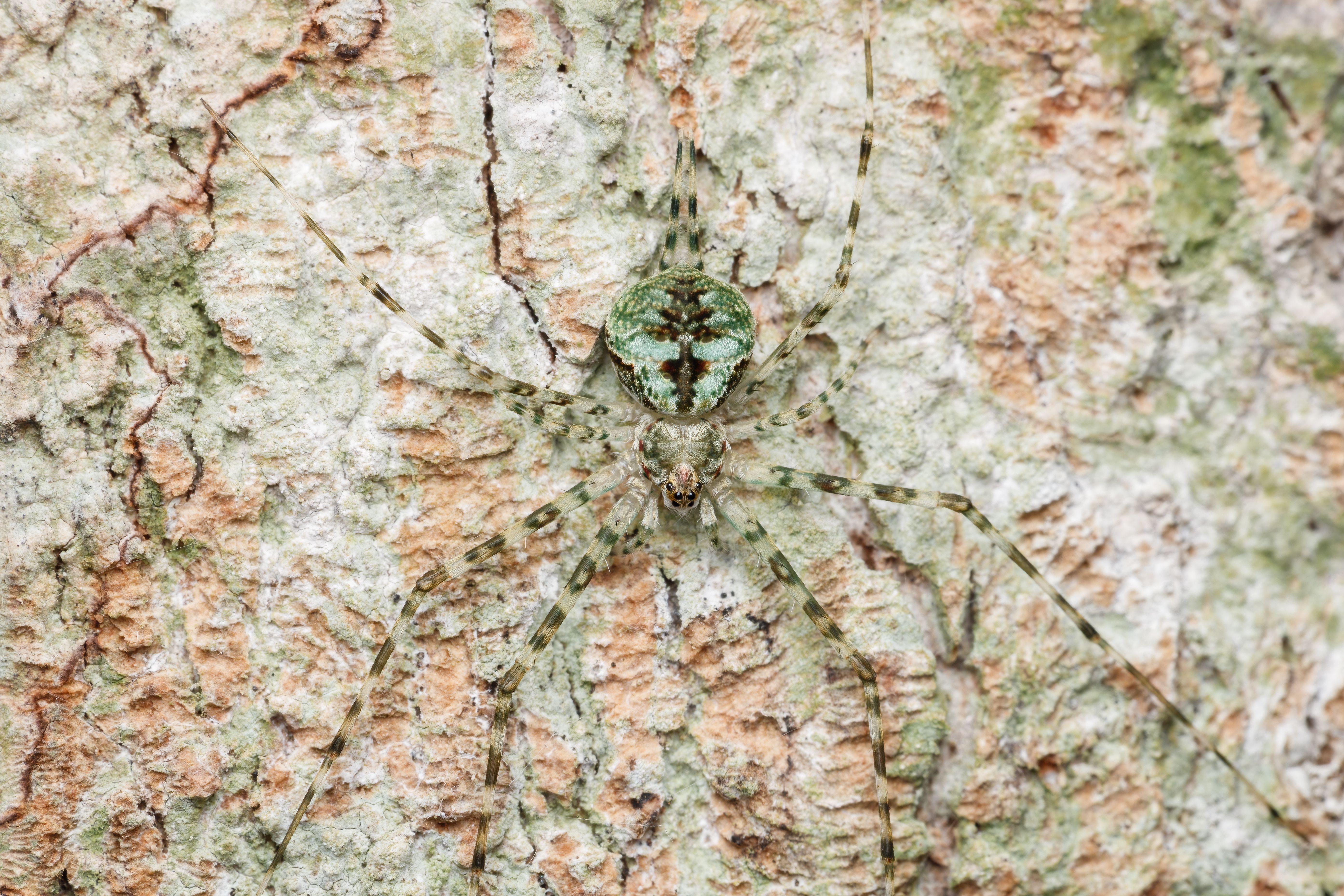 A spider on the bark of a tree · Free Stock Photo