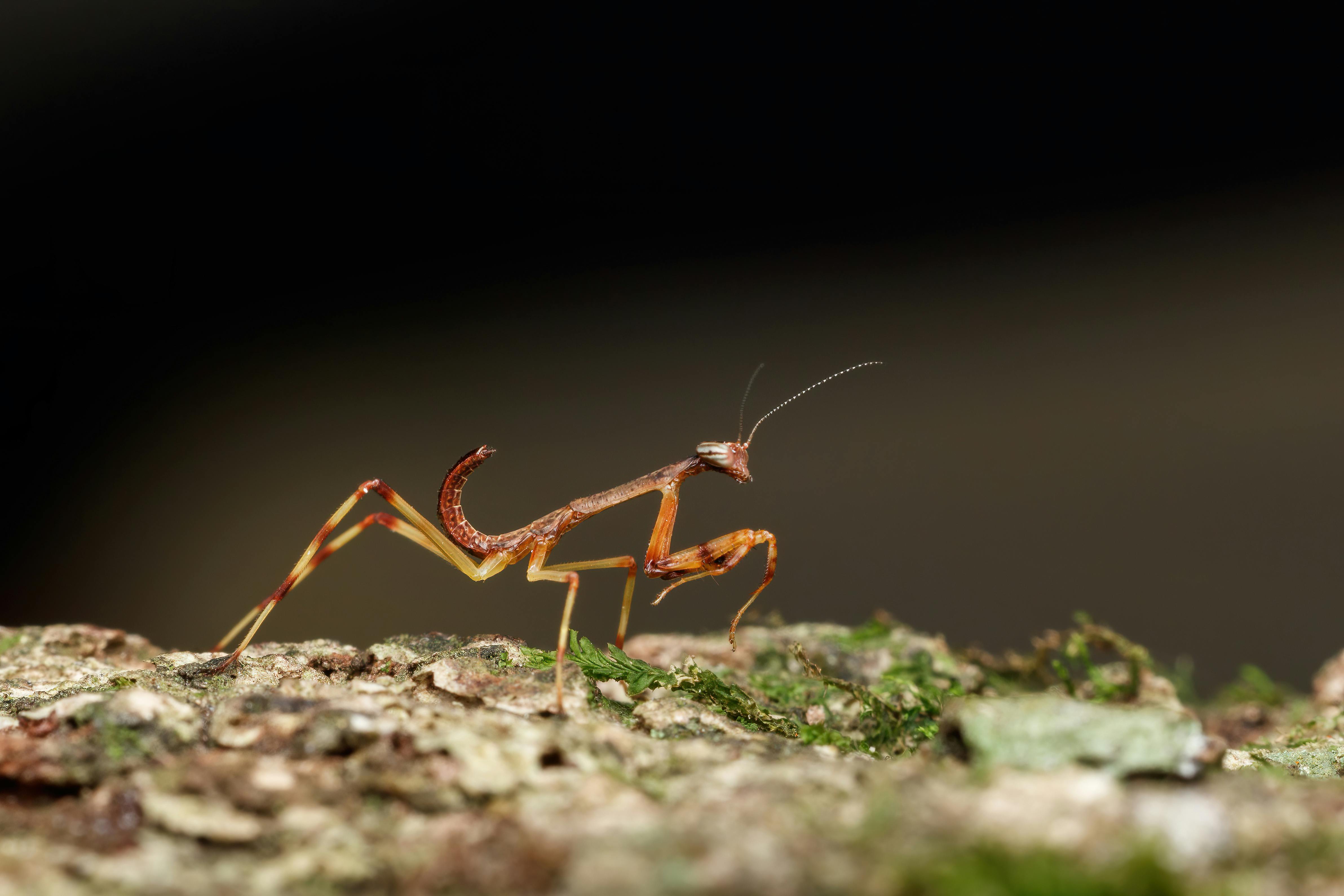 Close-up of a Brown Praying Mantis · Free Stock Photo
