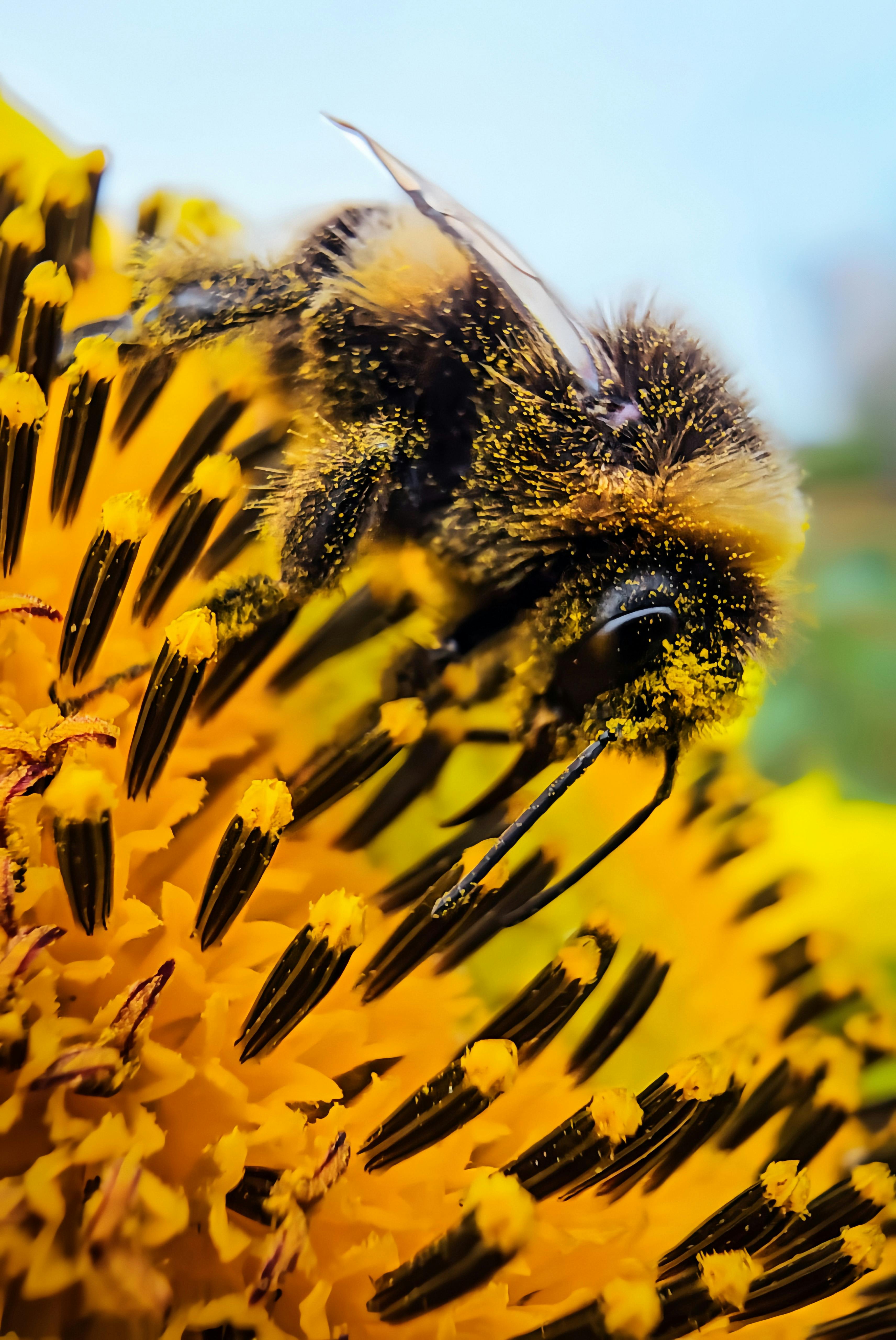 Bee Fields Photos, Download The BEST Free Bee Fields Stock Photos & HD ...