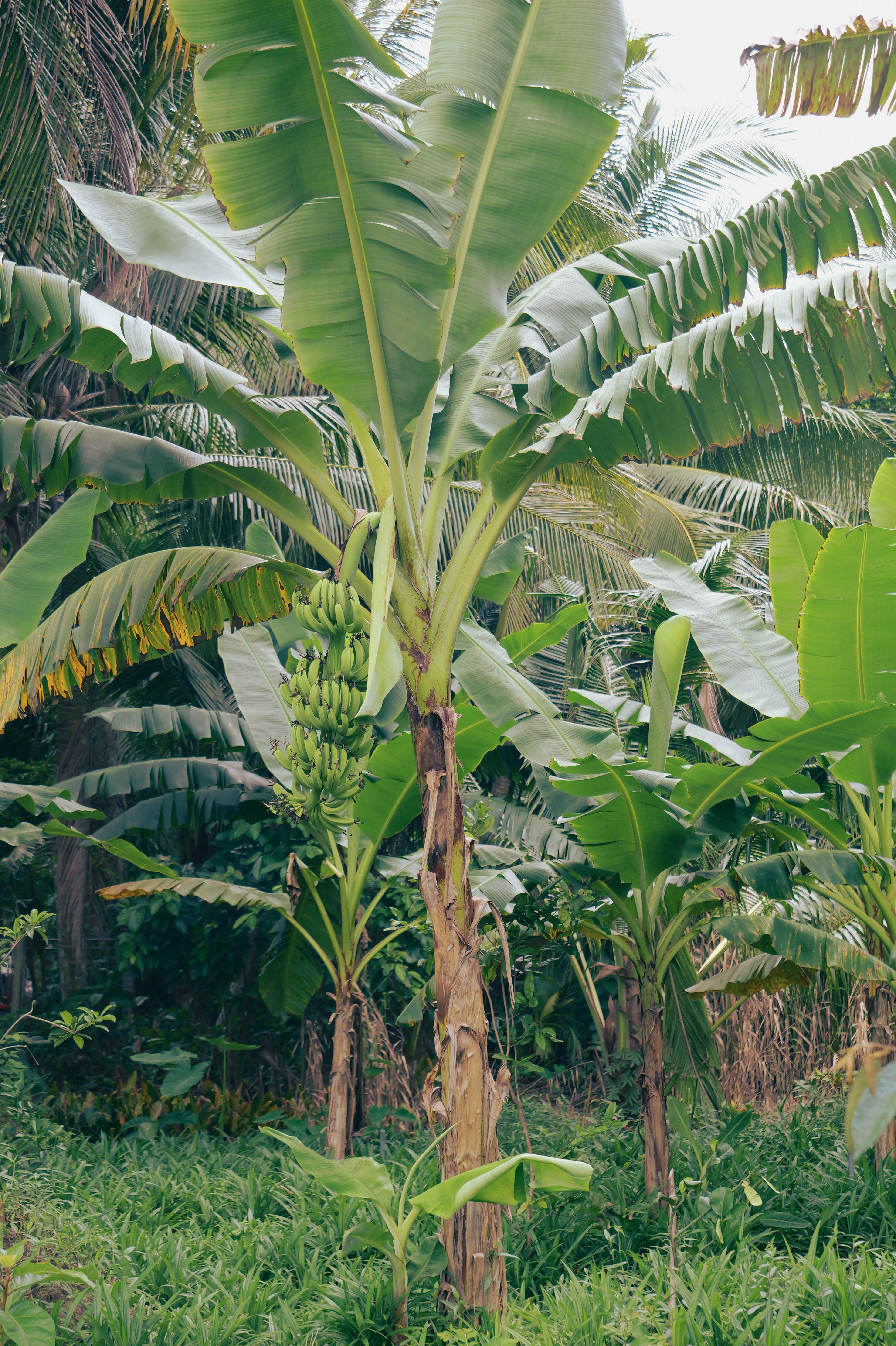A banana tree in the middle of a jungle · Free Stock Photo
