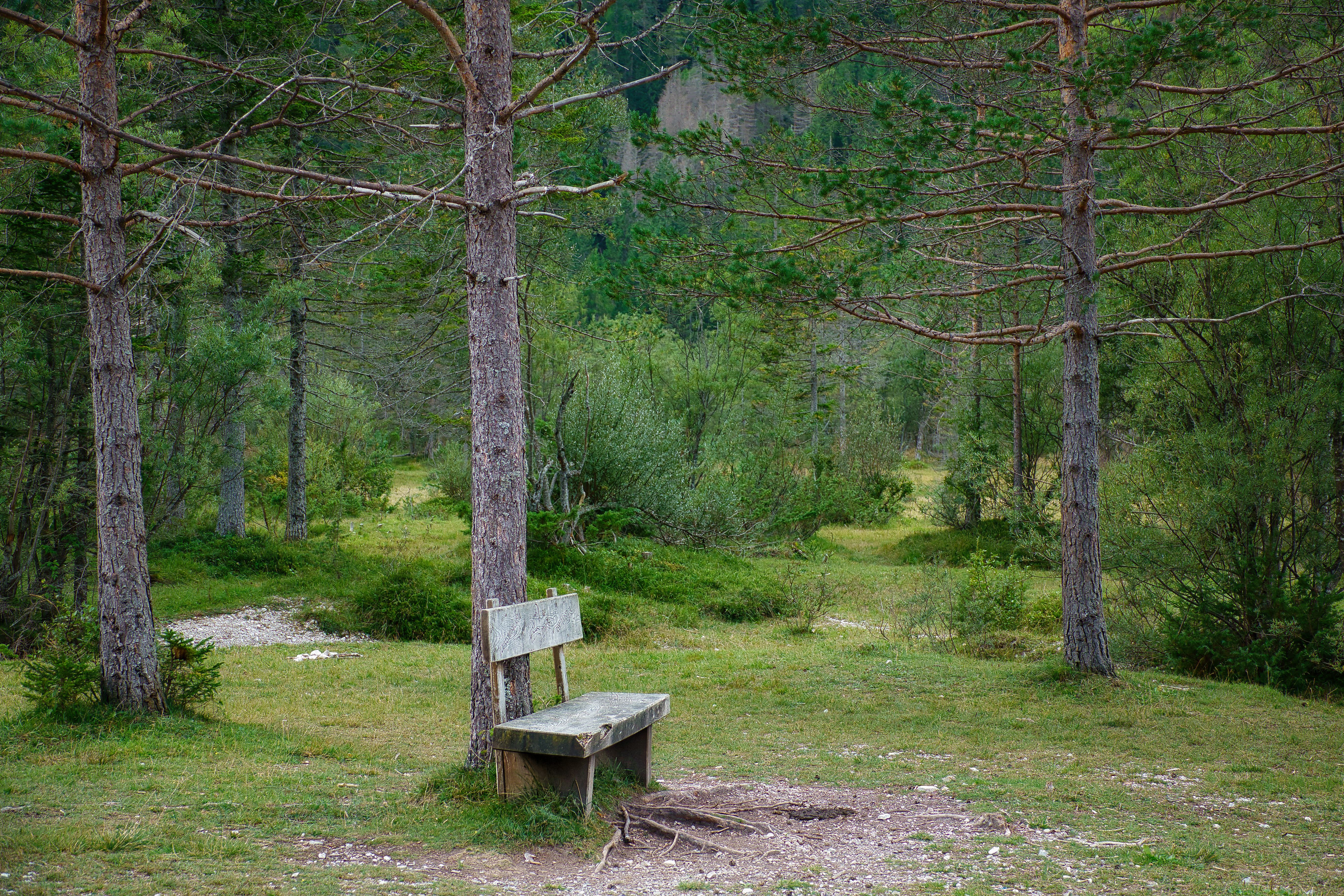 The bench in the nature reserve · Free Stock Photo
