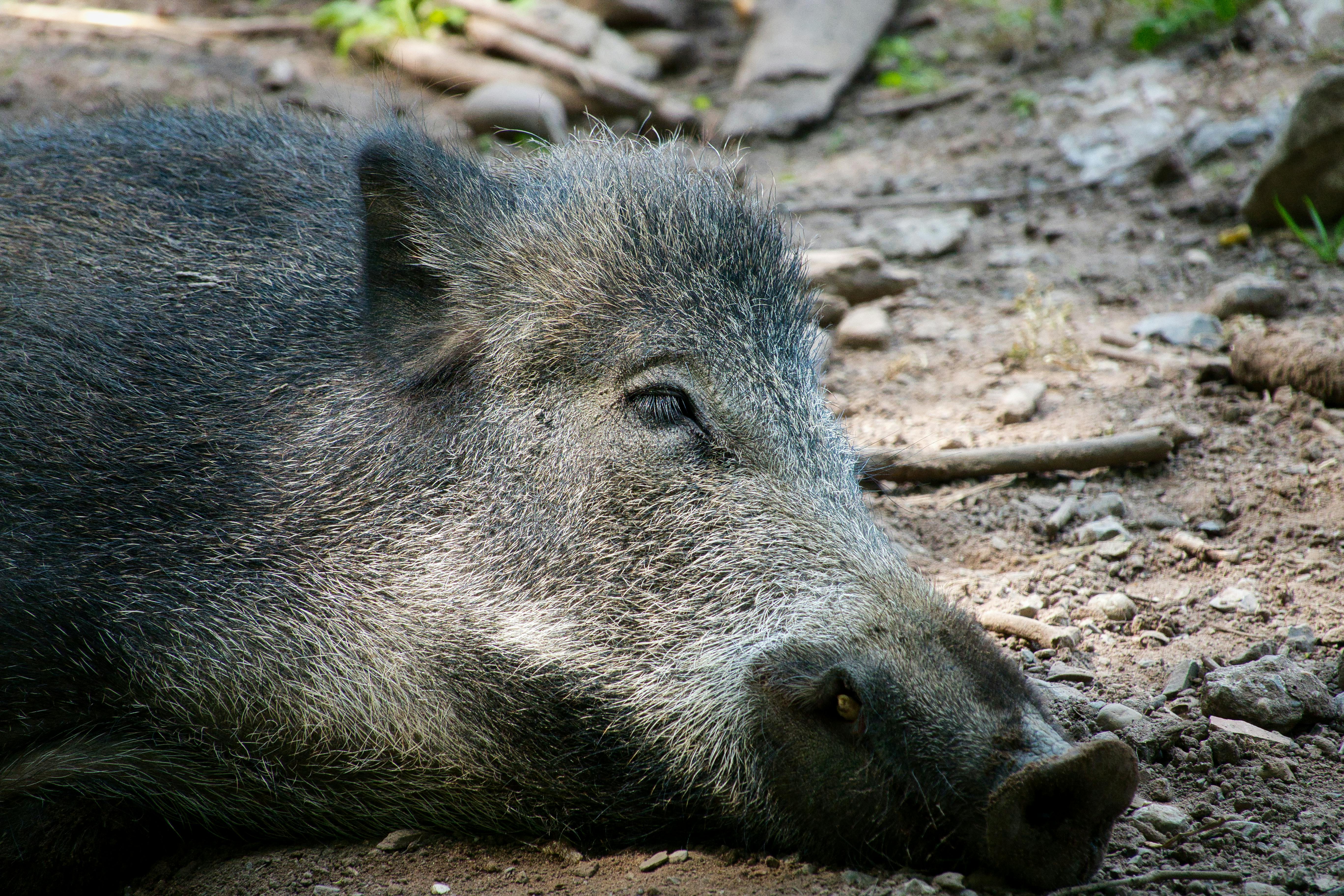 Sleeping wild boar · Free Stock Photo