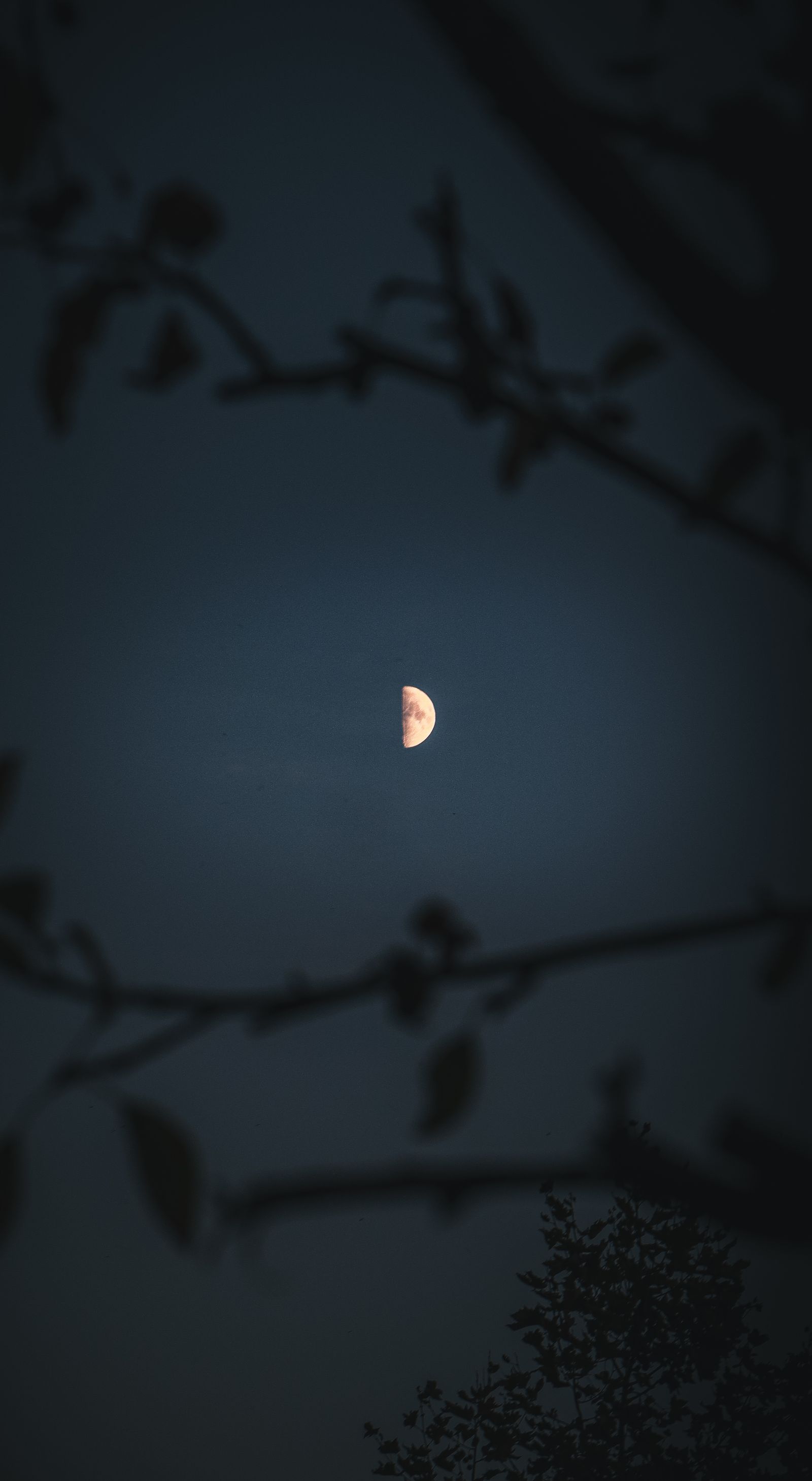 Half Moon Images Photos, Download The BEST Free Half Moon Images Stock ...