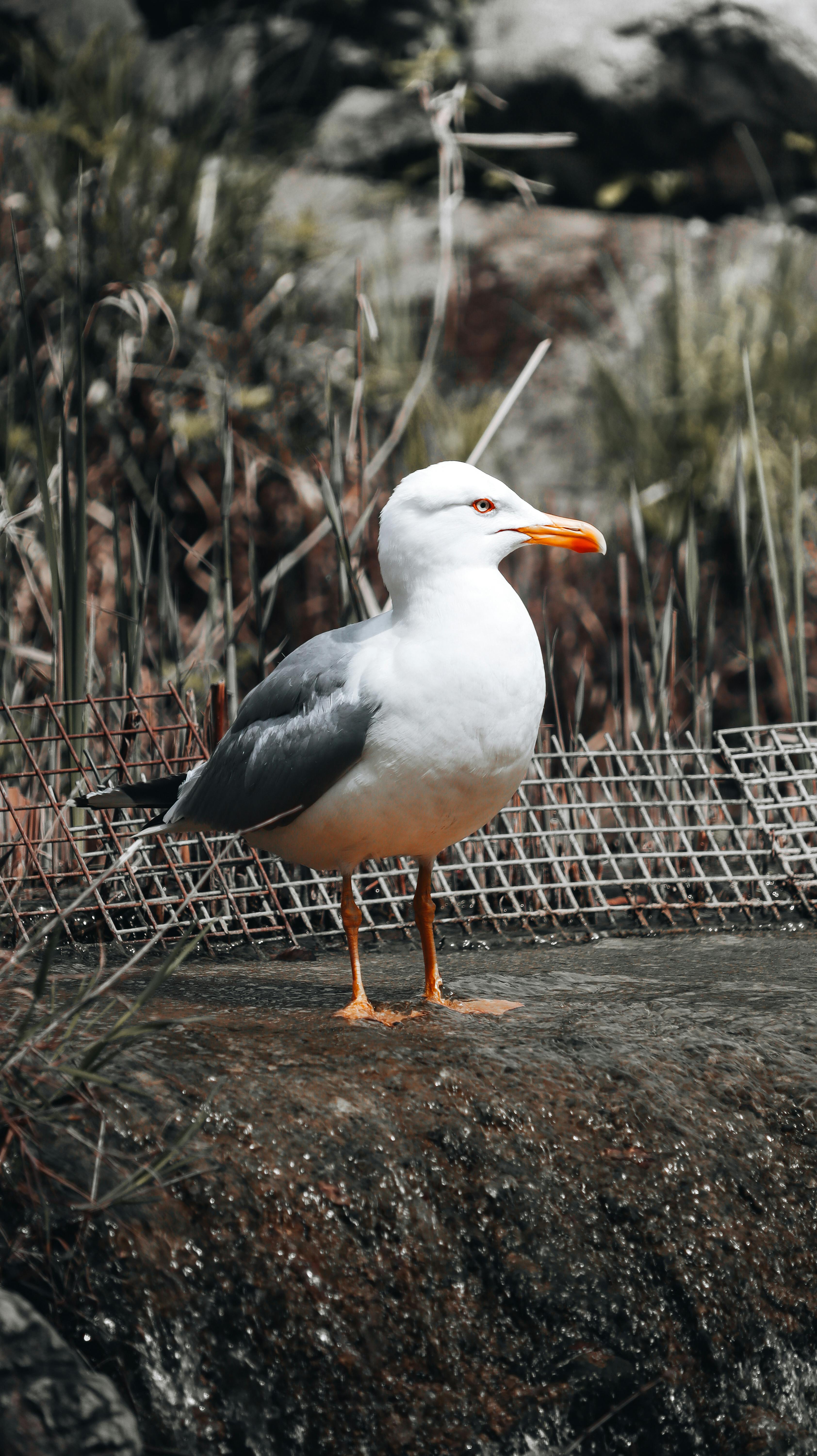 Grounded Bird Photos, Download The BEST Free Grounded Bird Stock Photos ...