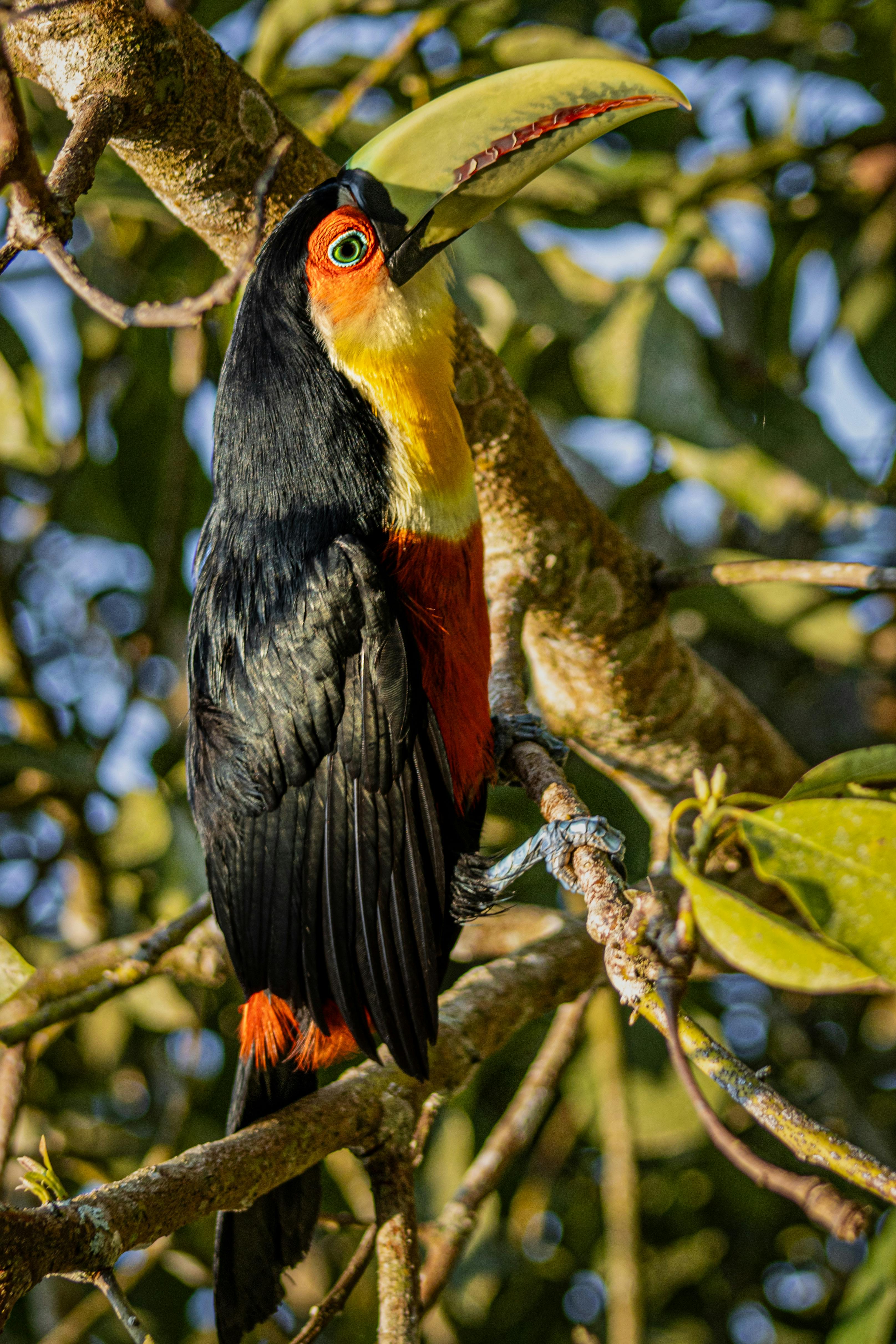 Close View of Hornbill · Free Stock Photo