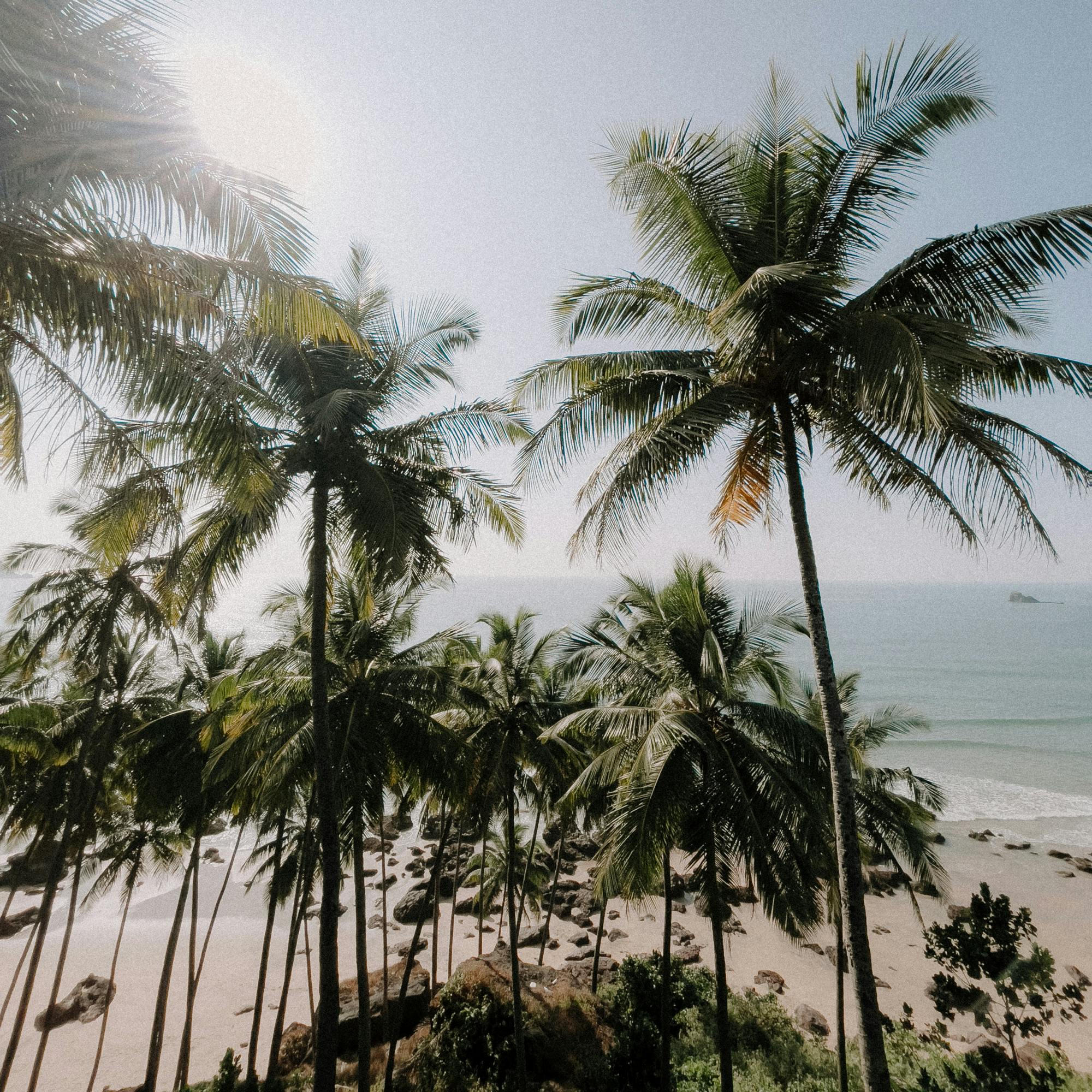 Two Coconut Trees Near Sea · Free Stock Photo
