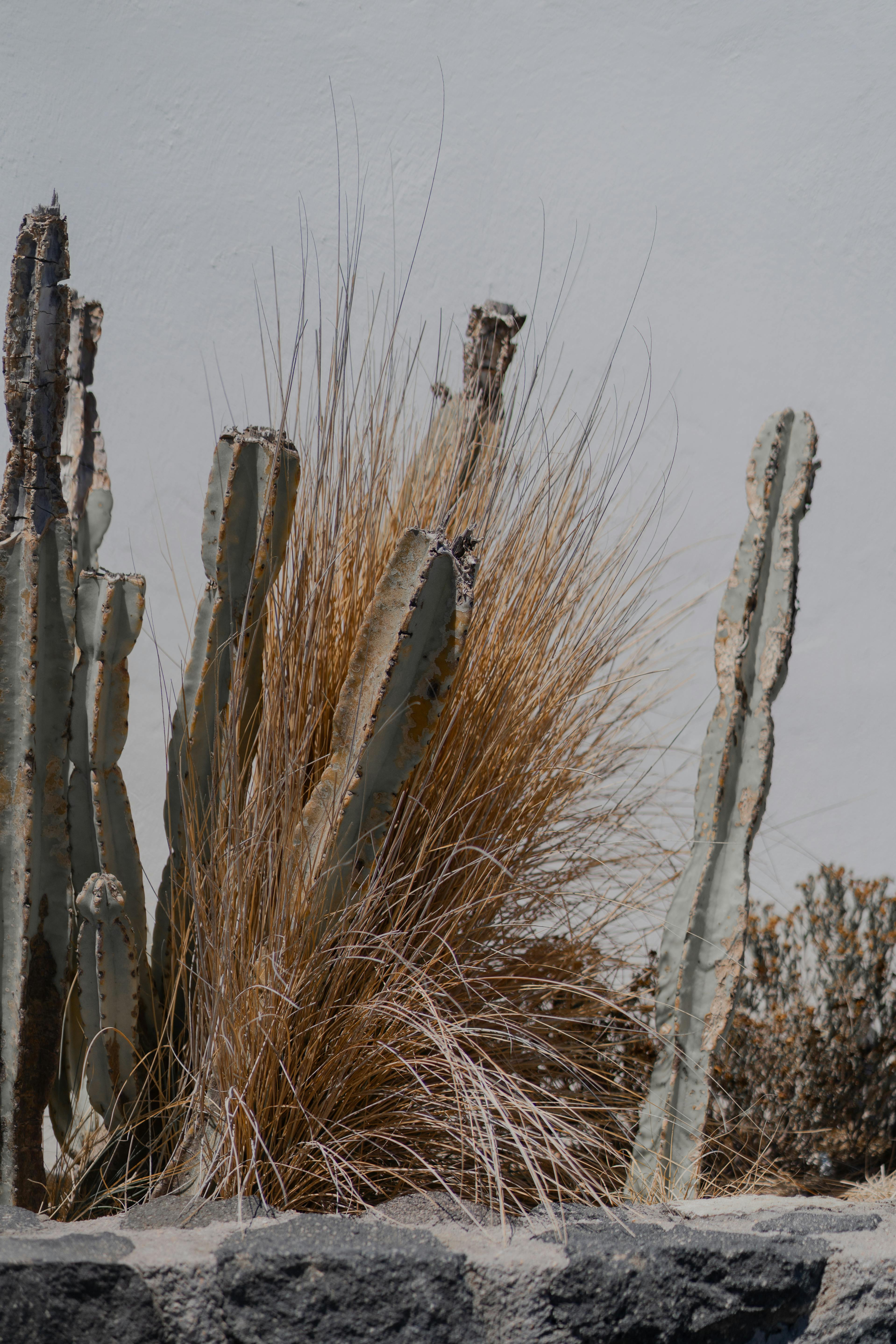 A cactus plant with long brown grass · Free Stock Photo