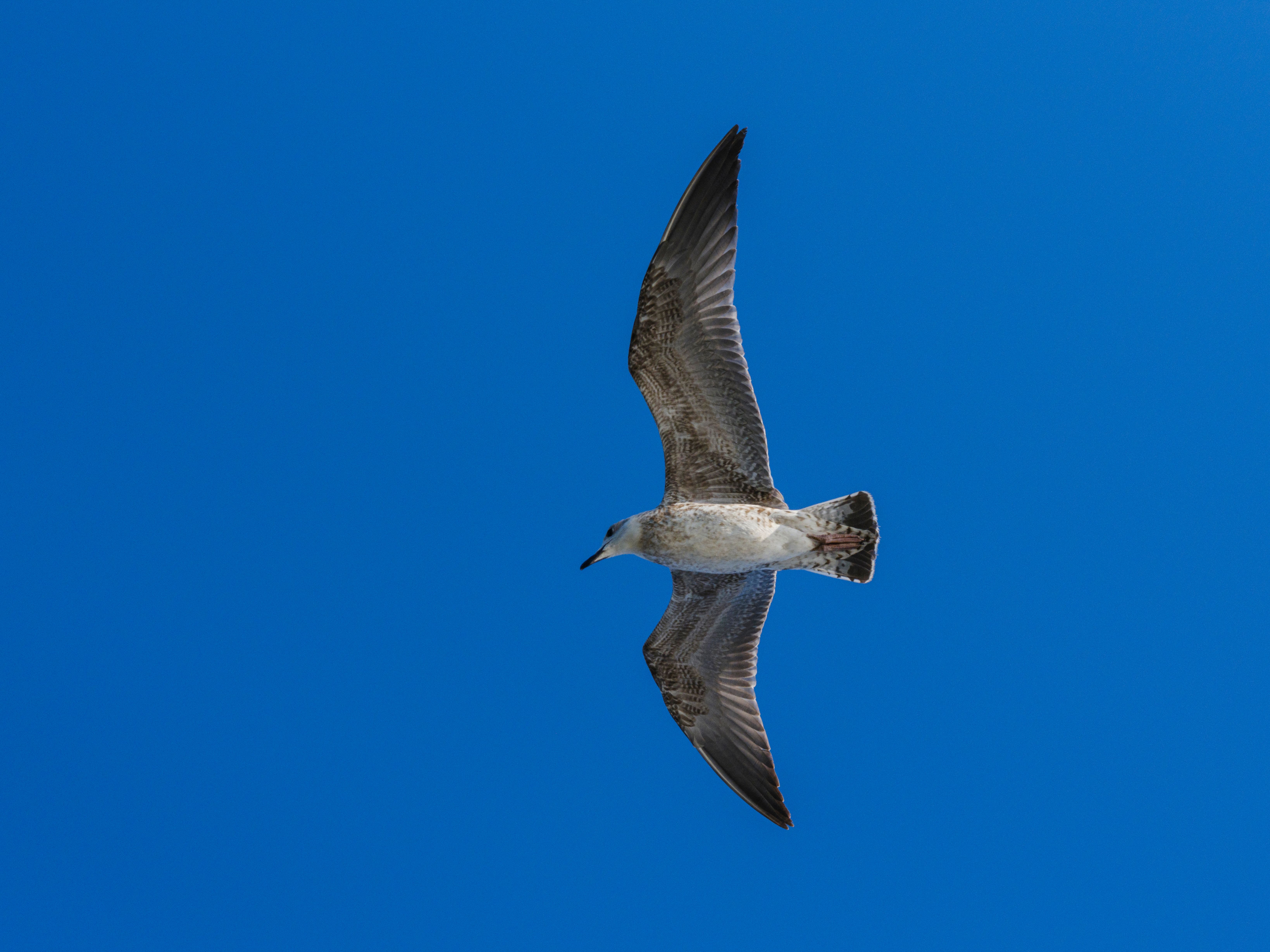White and Grey Bird Flying during Day Time · Free Stock Photo