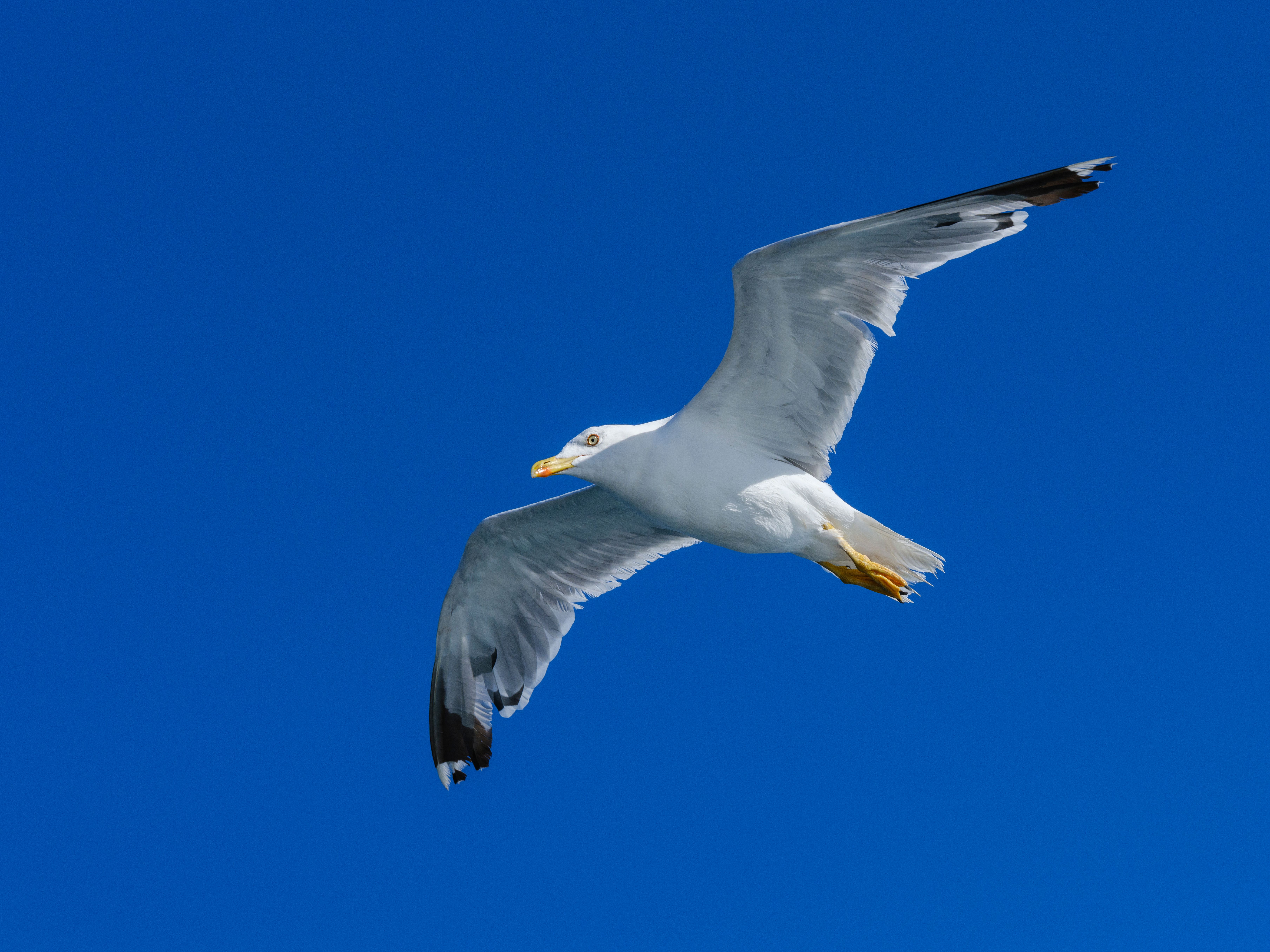 White Seagull Flying Under Clear Blue Sky · Free Stock Photo