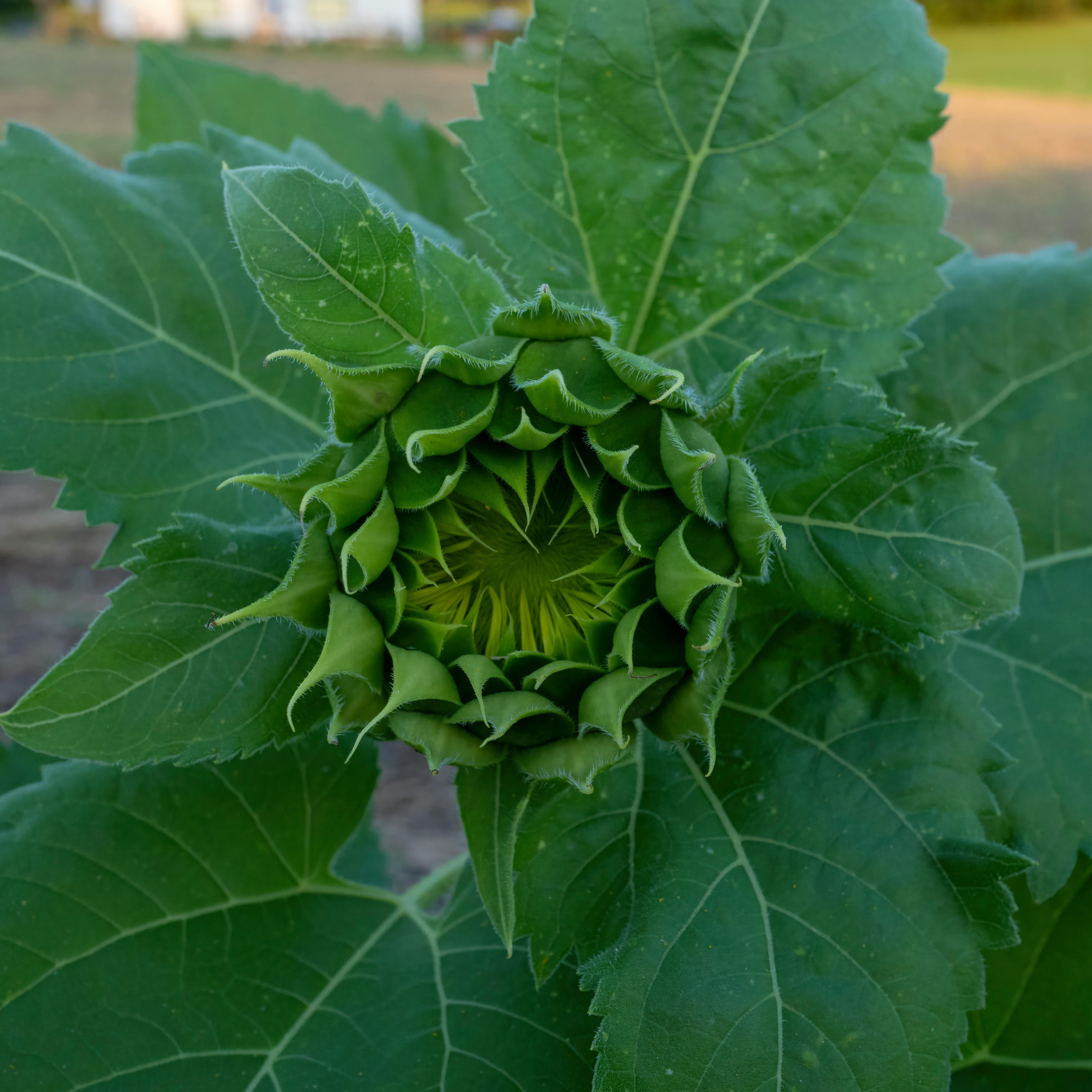 A close up of a green flower with leaves · Free Stock Photo
