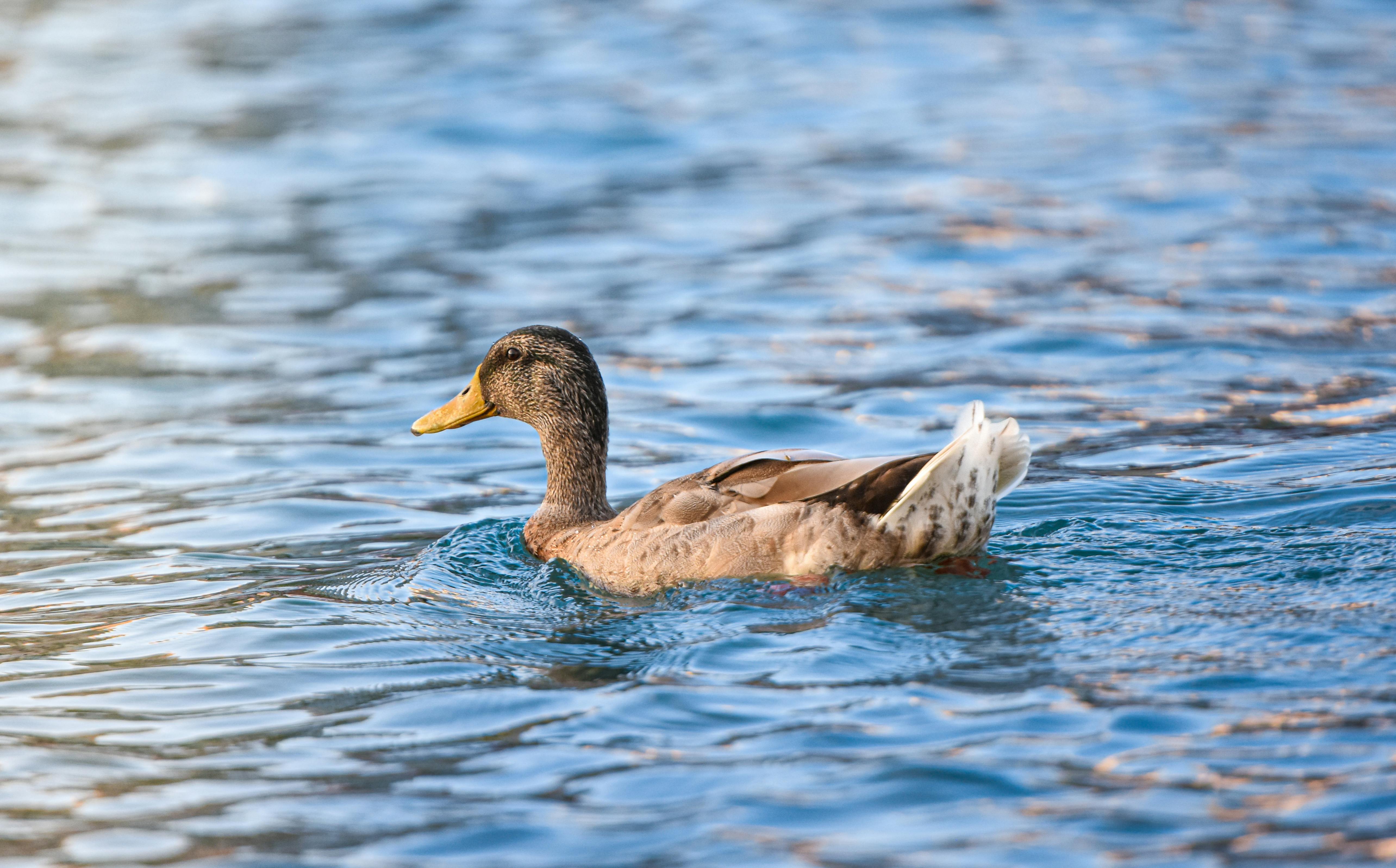 duck · Free Stock Photo