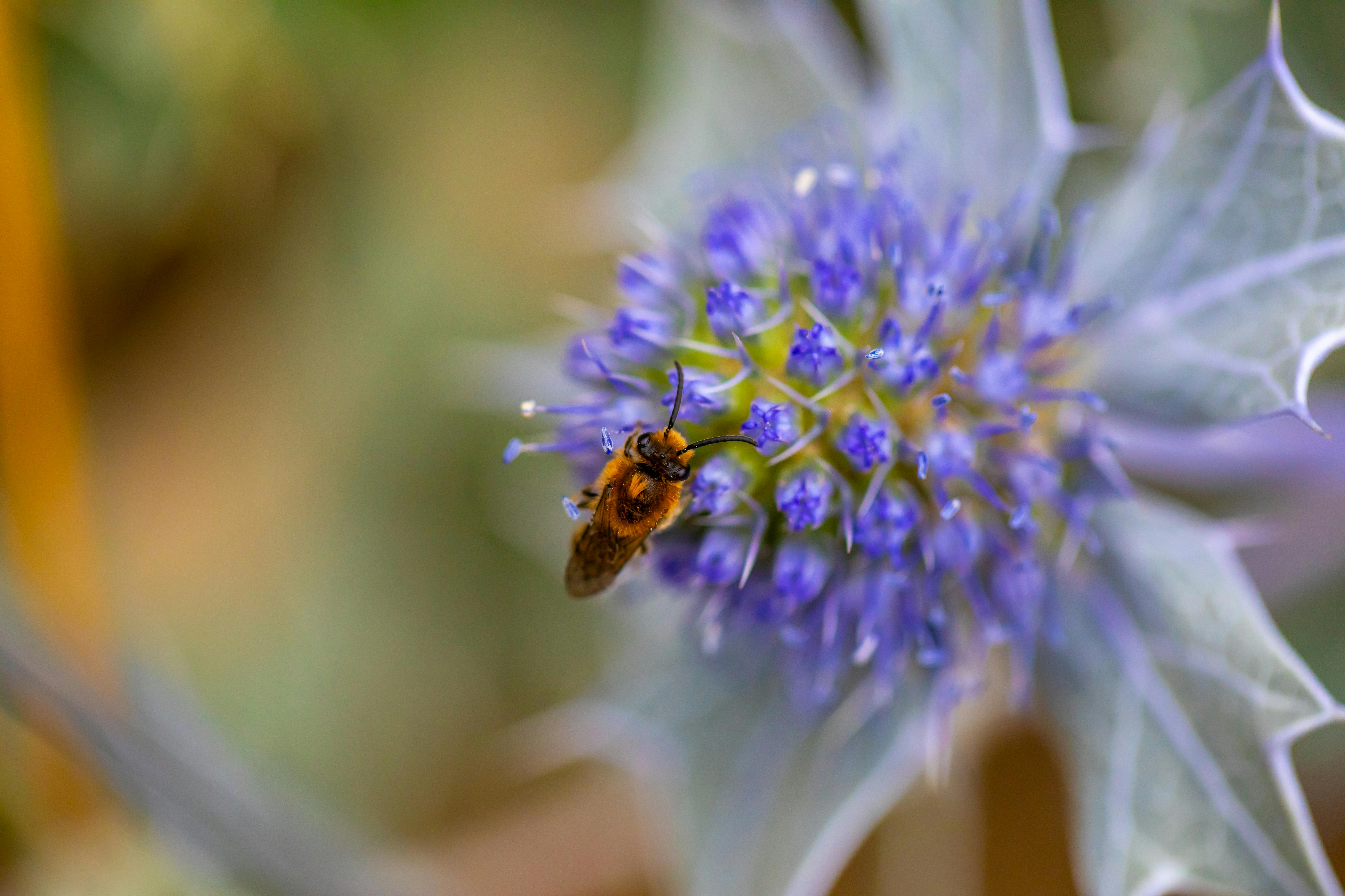 Purple Beach Bloom Photos, Download The BEST Free Purple Beach Bloom ...