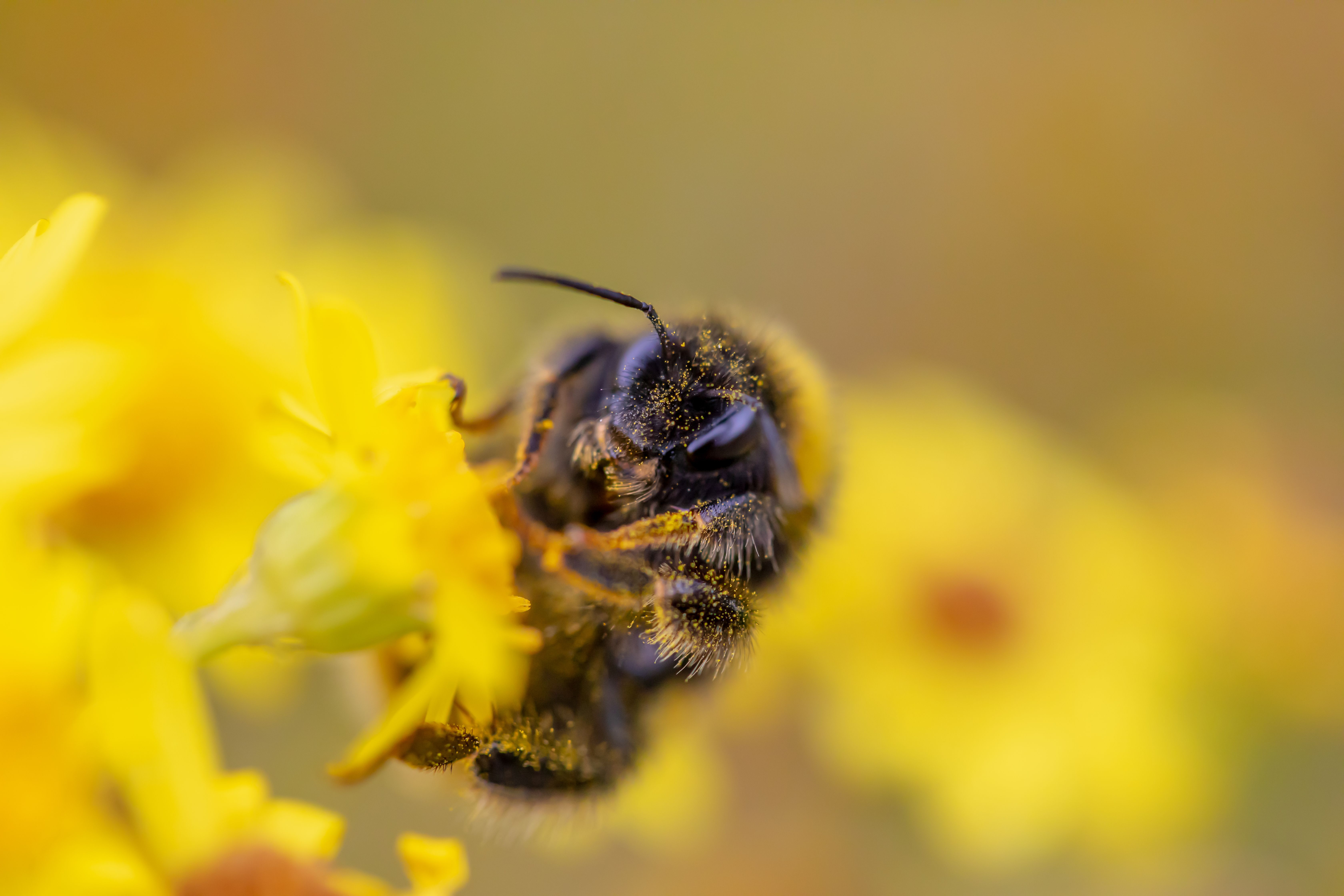 Bee Documentary Photos, Download The BEST Free Bee Documentary Stock ...