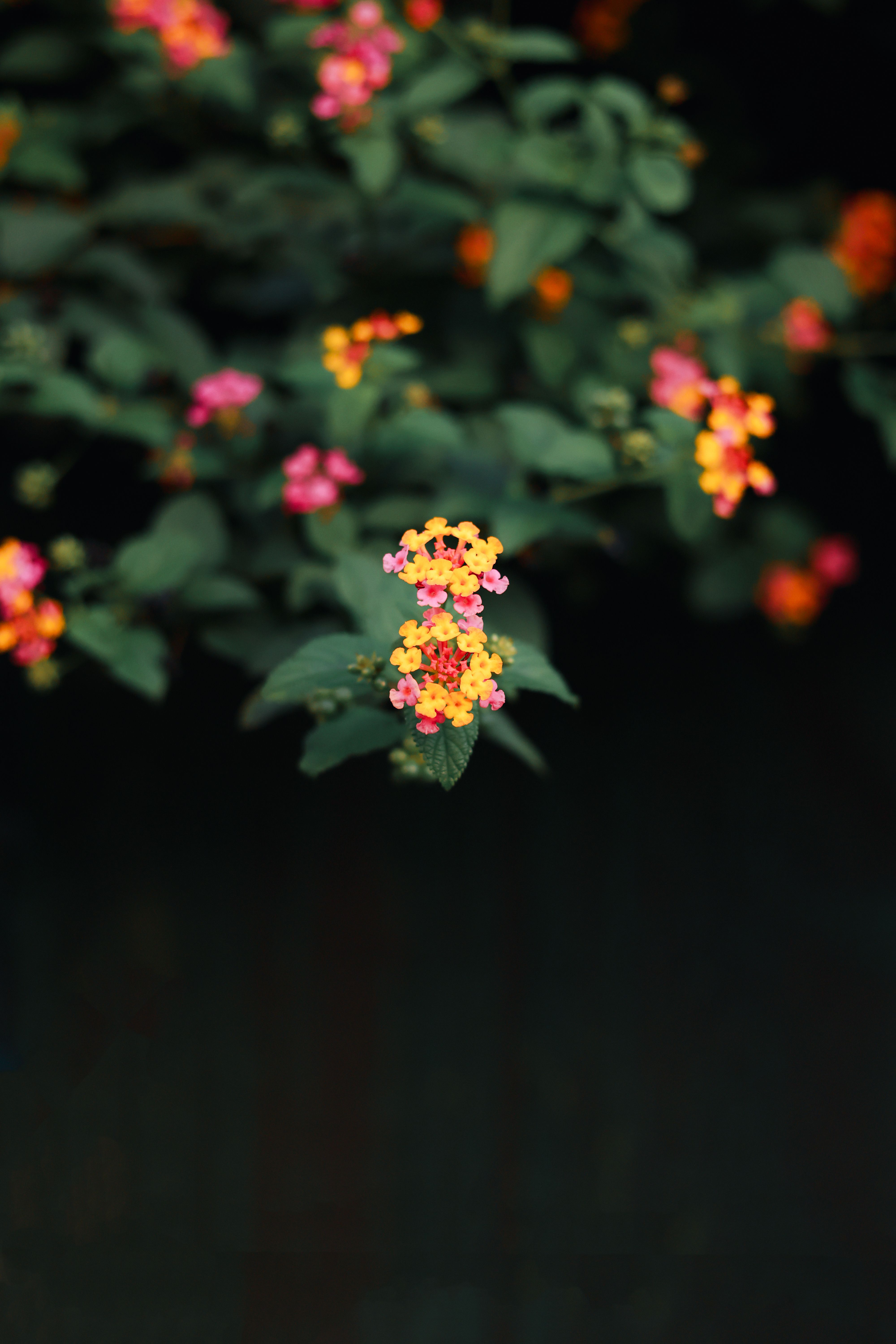 Close-up Photo of Flowers · Free Stock Photo