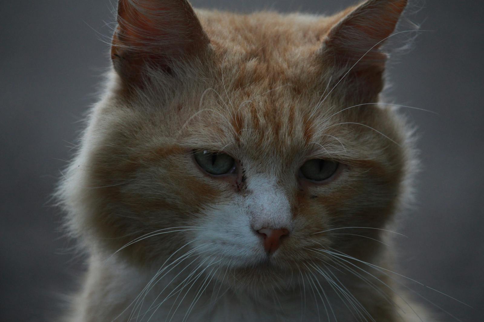 Sad Cat Photos, Download The BEST Free Sad Cat Stock Photos & HD Images