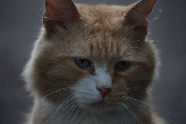 Sad Cat Photos, Download The BEST Free Sad Cat Stock Photos & HD Images