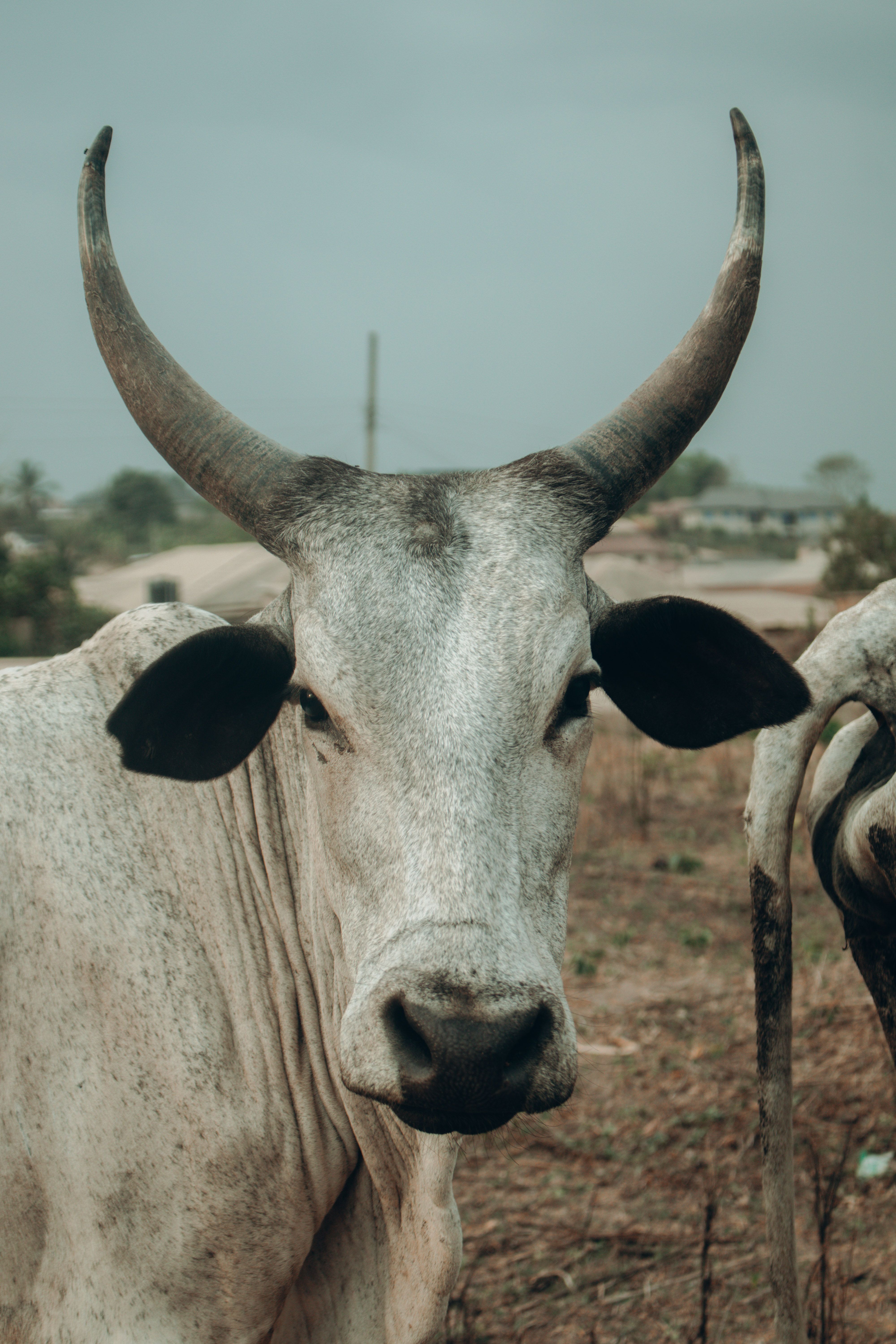 Cow With Horns A White Cow With Horns, White Cow, Cattle, Farm Animal