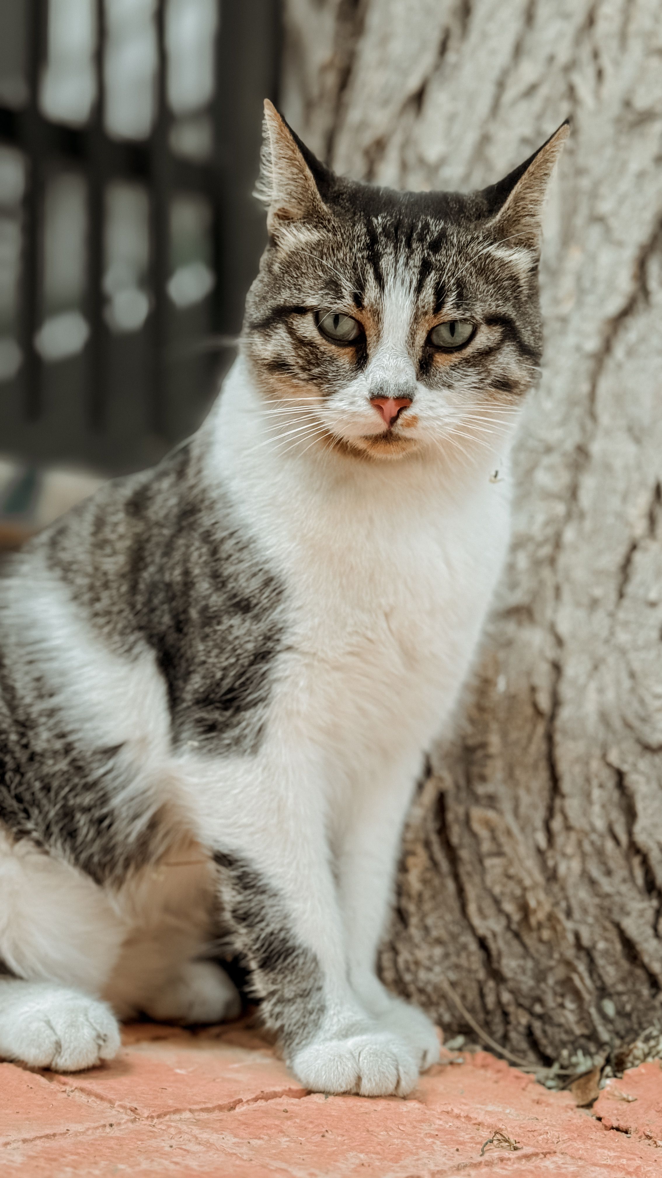 A cat sitting on the ground next to a tree · Free Stock Photo