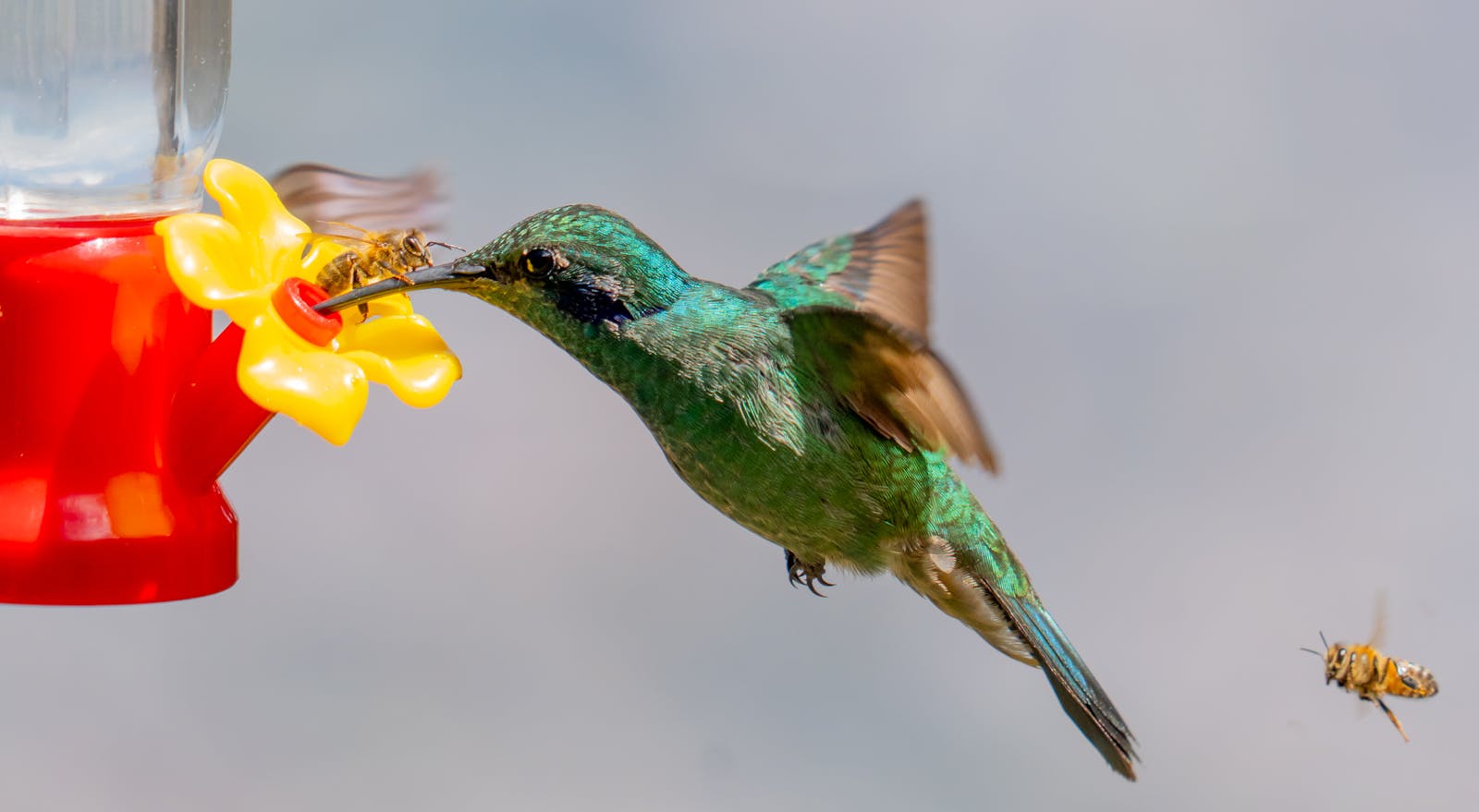 Bee Hummingbird In Hand Photos, Download The BEST Free Bee Hummingbird ...