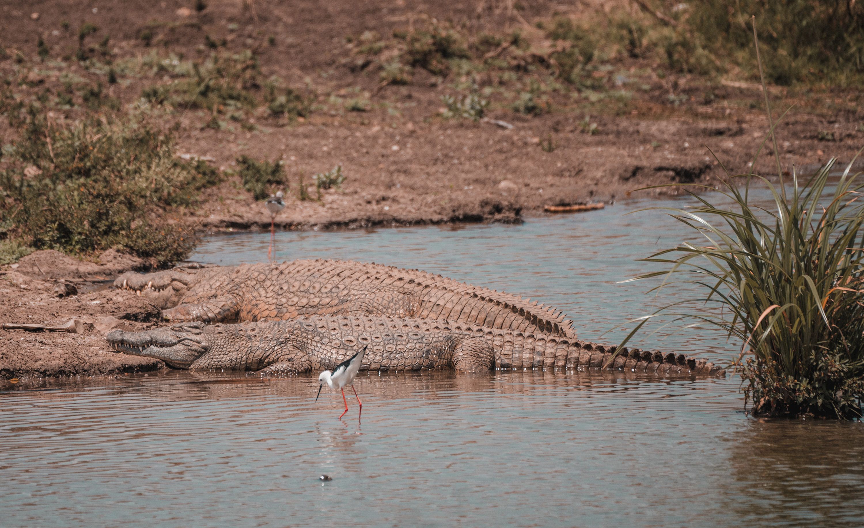 A crocodile and a bird are in the water · Free Stock Photo