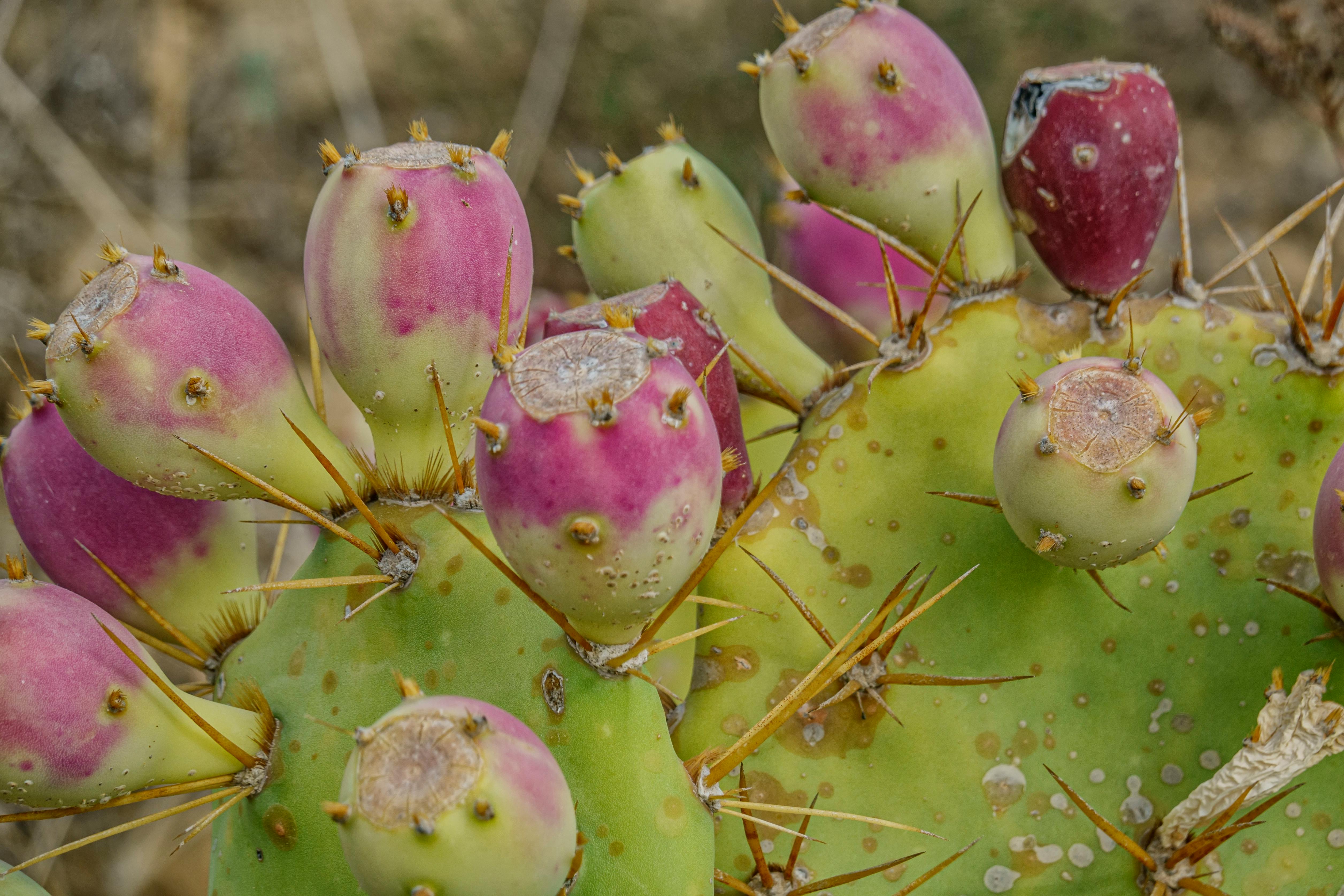 Chumbera. · Free Stock Photo