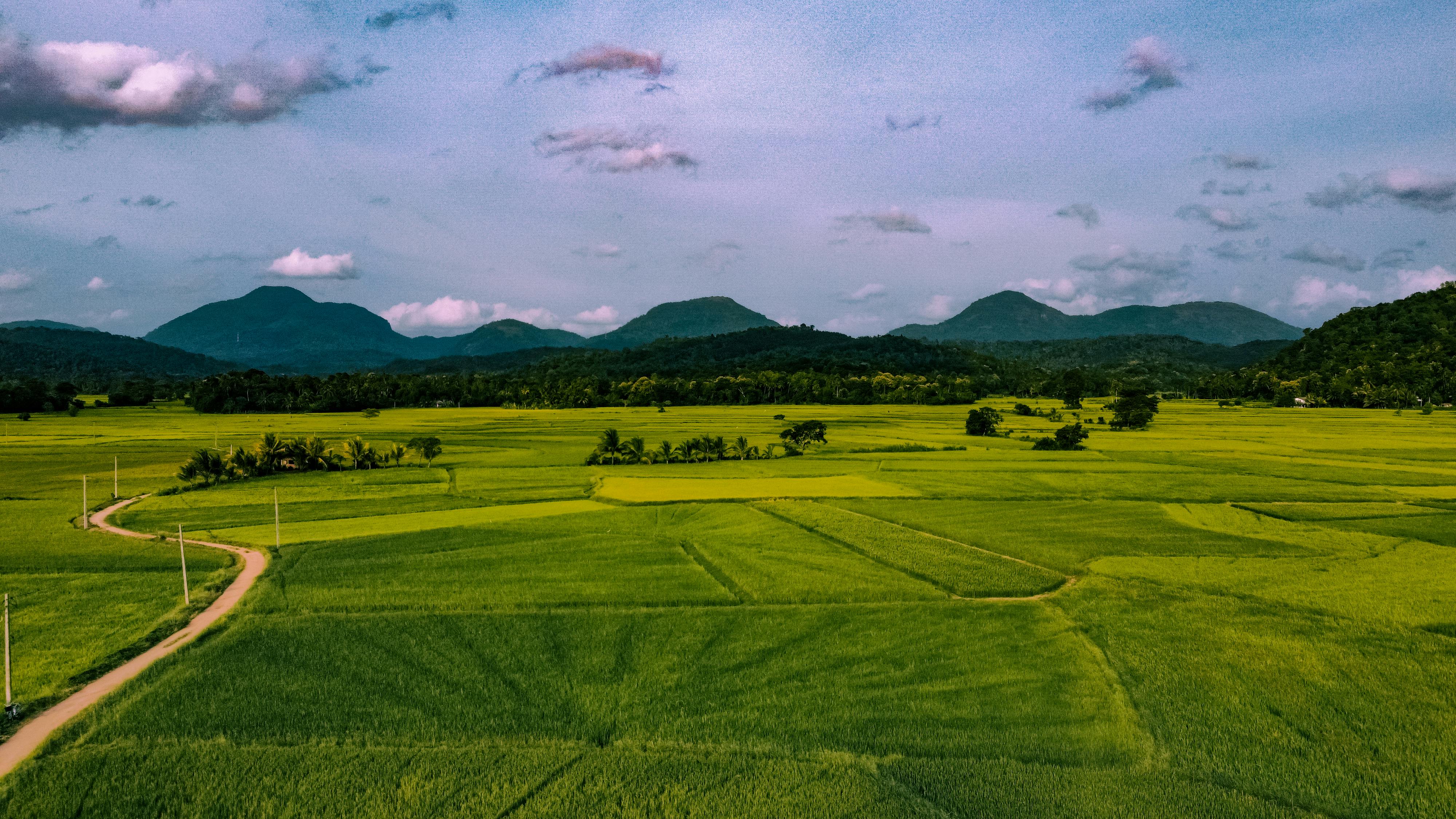 4k Wallpaper Rice Farm Photos, Download The BEST Free 4k Wallpaper Rice ...