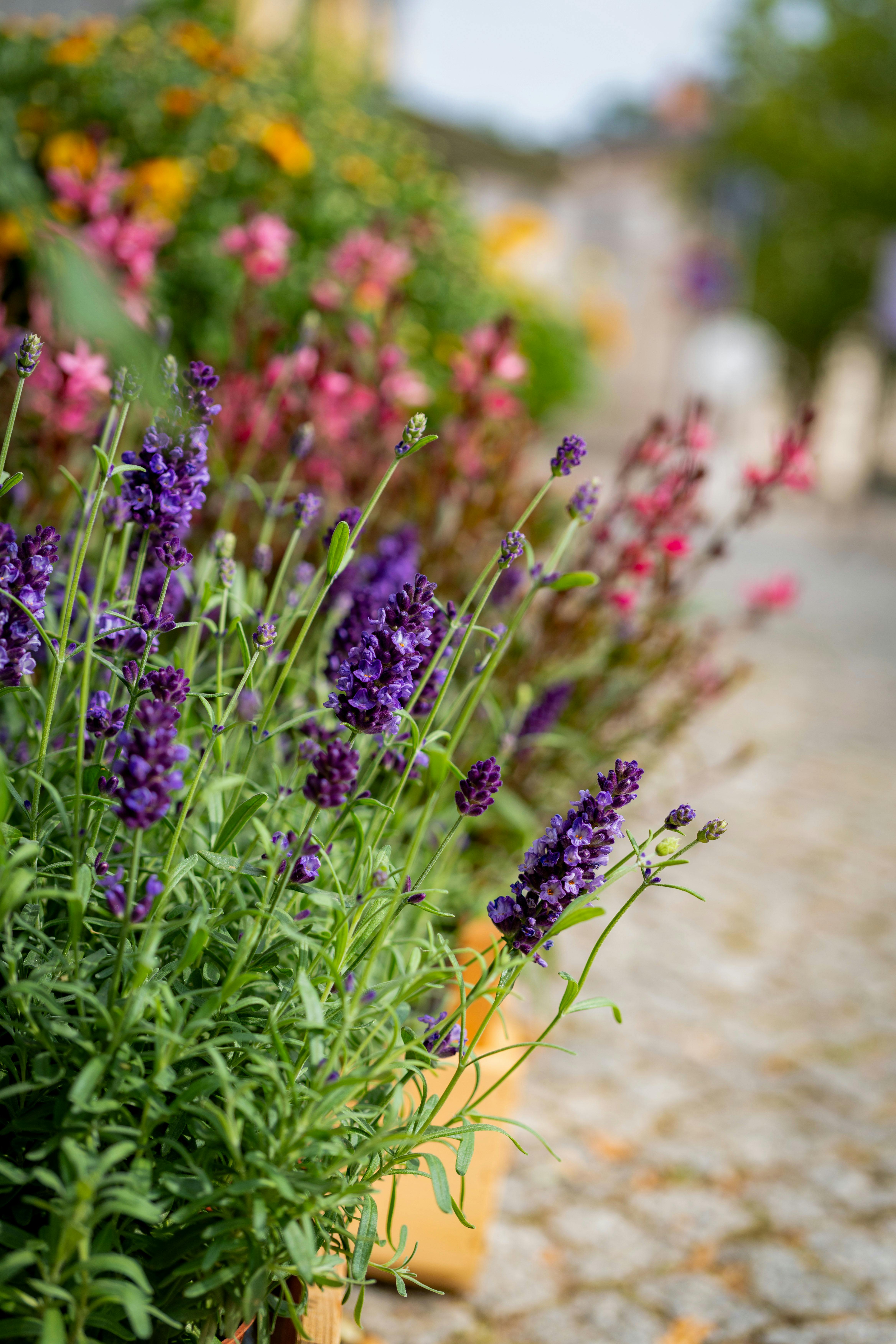 Deko Idee Photos, Download The BEST Free Deko Idee Stock Photos & HD Images