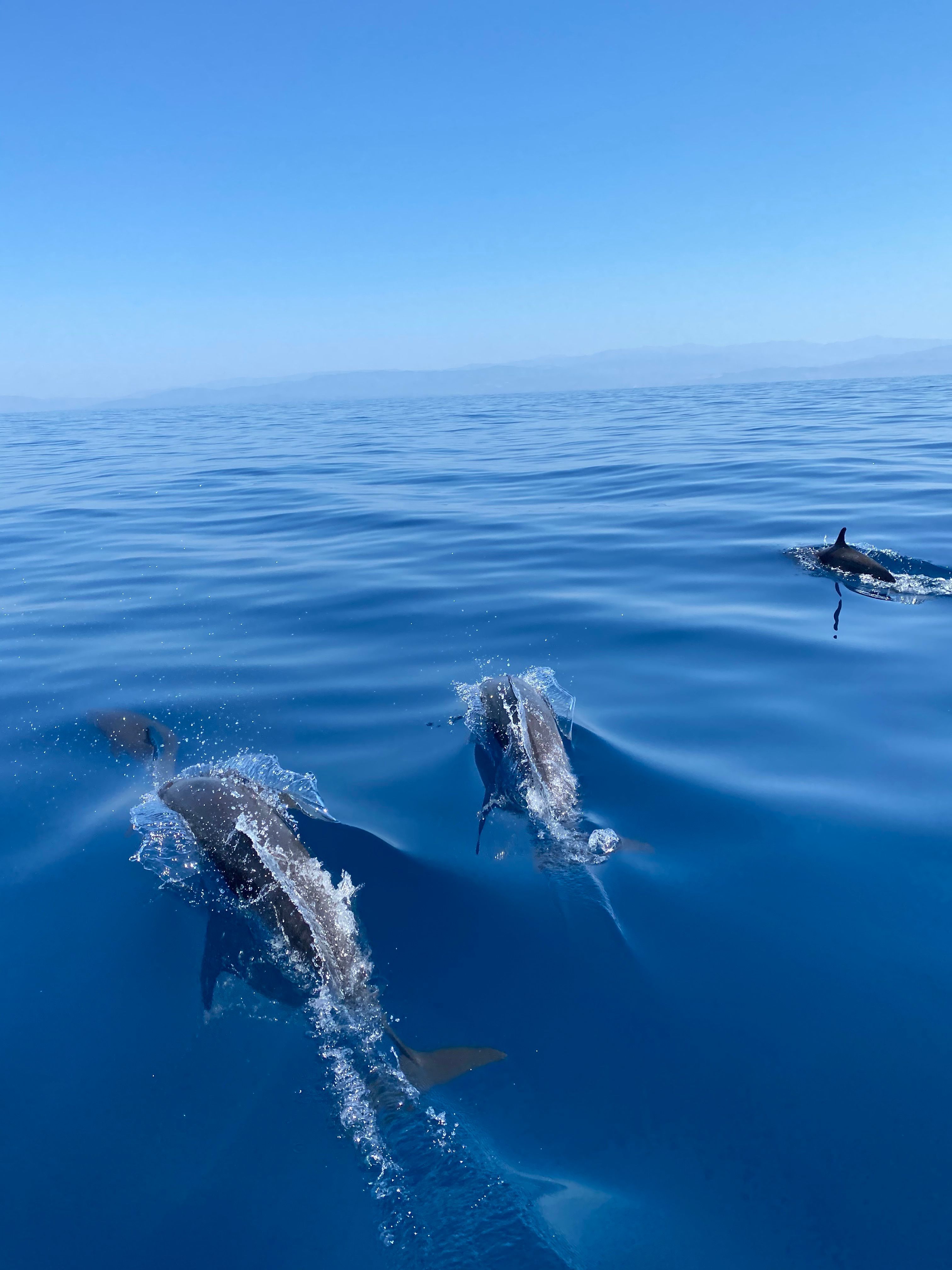 Free Dolphin Photos, Download The BEST Free Free Dolphin Stock Photos ...