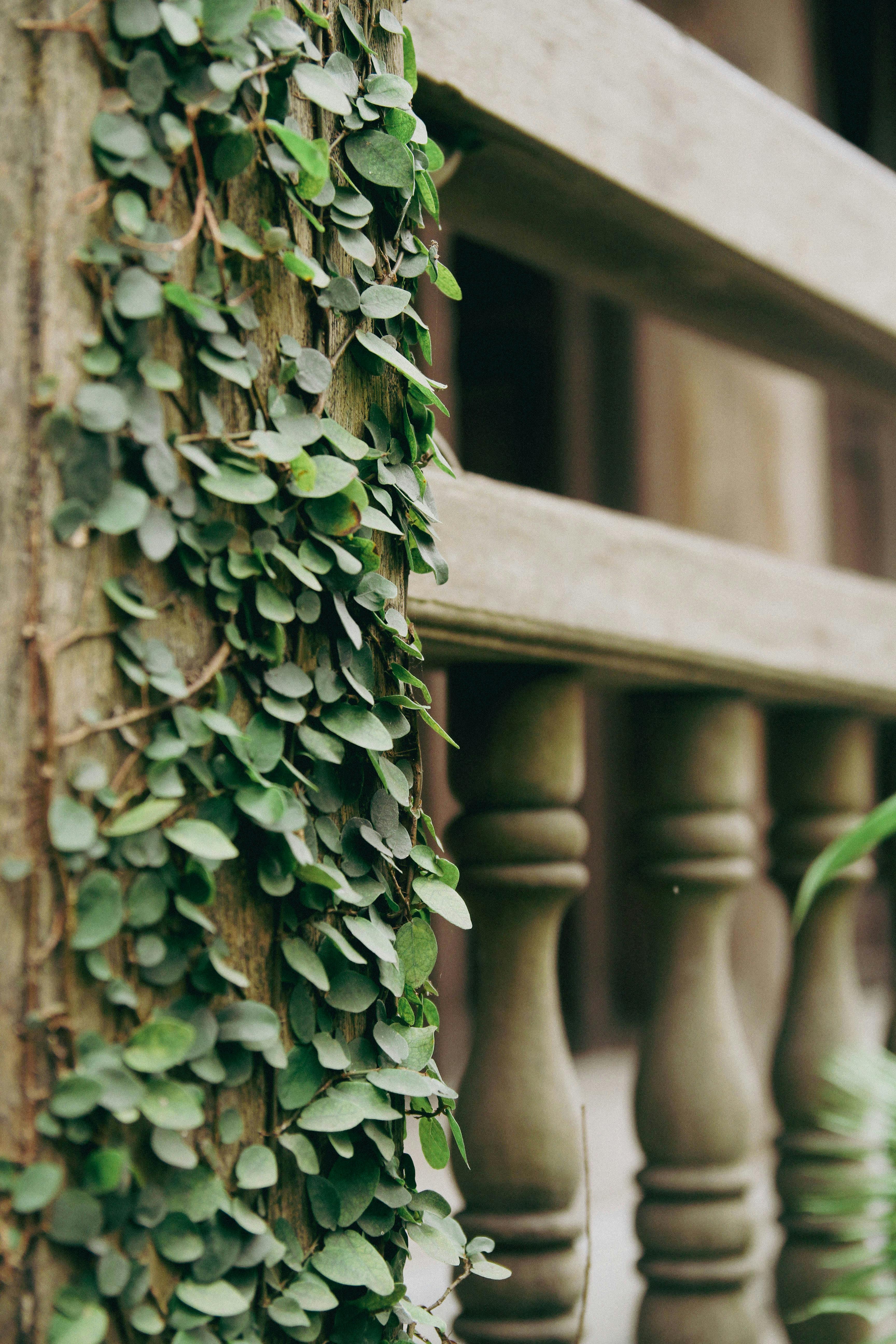 A close up of ivy growing on a wooden railing · Free Stock Photo