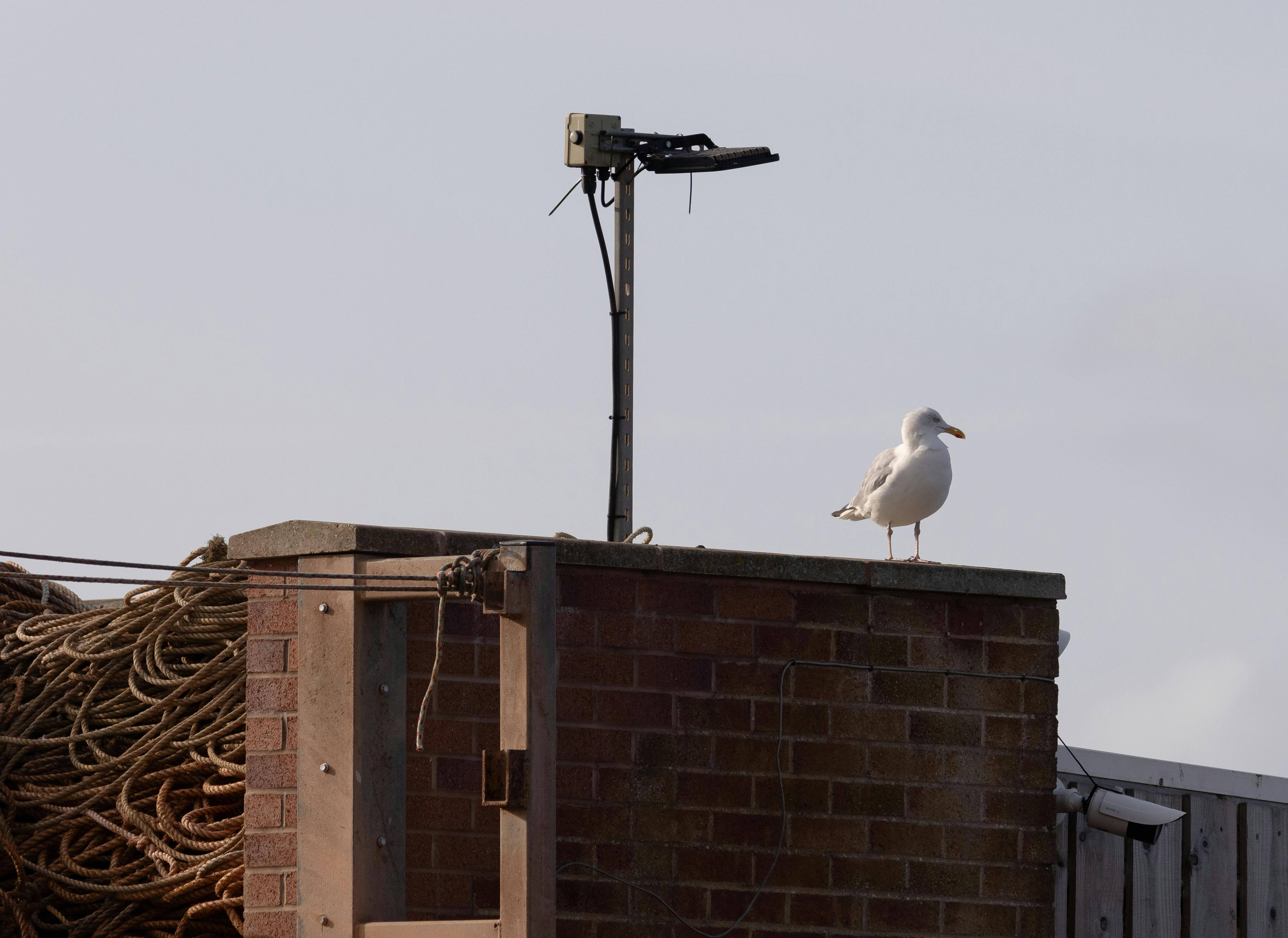 A bird on a roof · Free Stock Photo