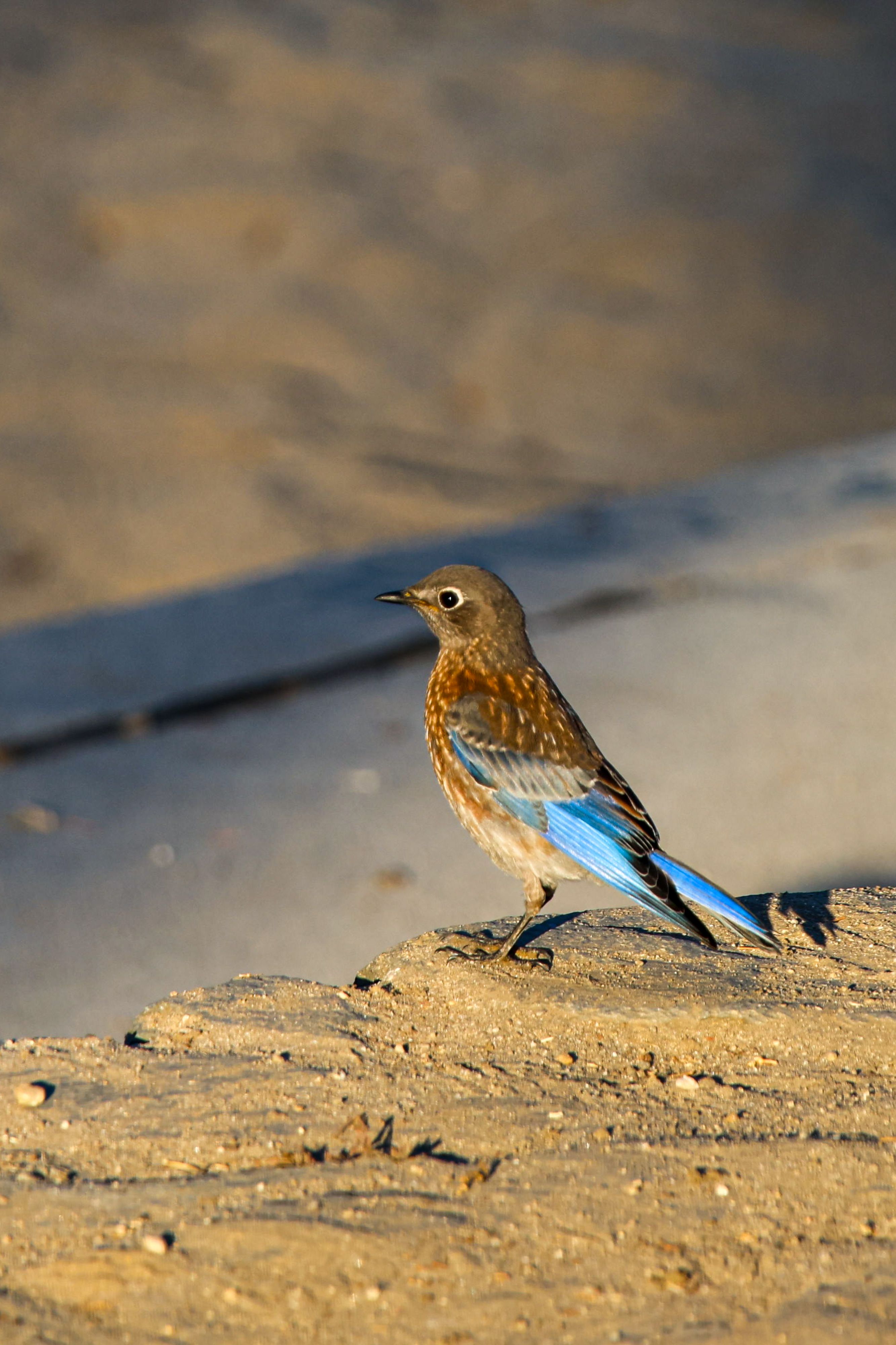 A bird is standing on a rock · Free Stock Photo