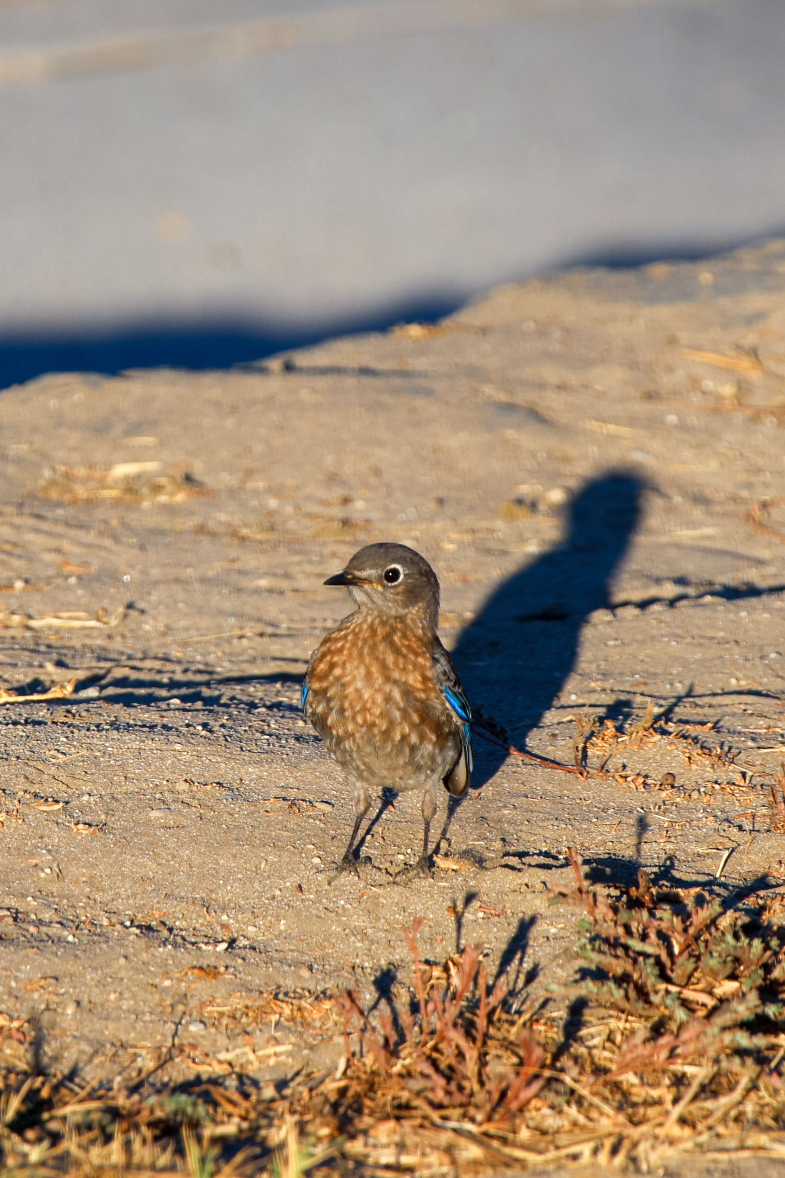 A bird standing on a rock with a shadow · Free Stock Photo