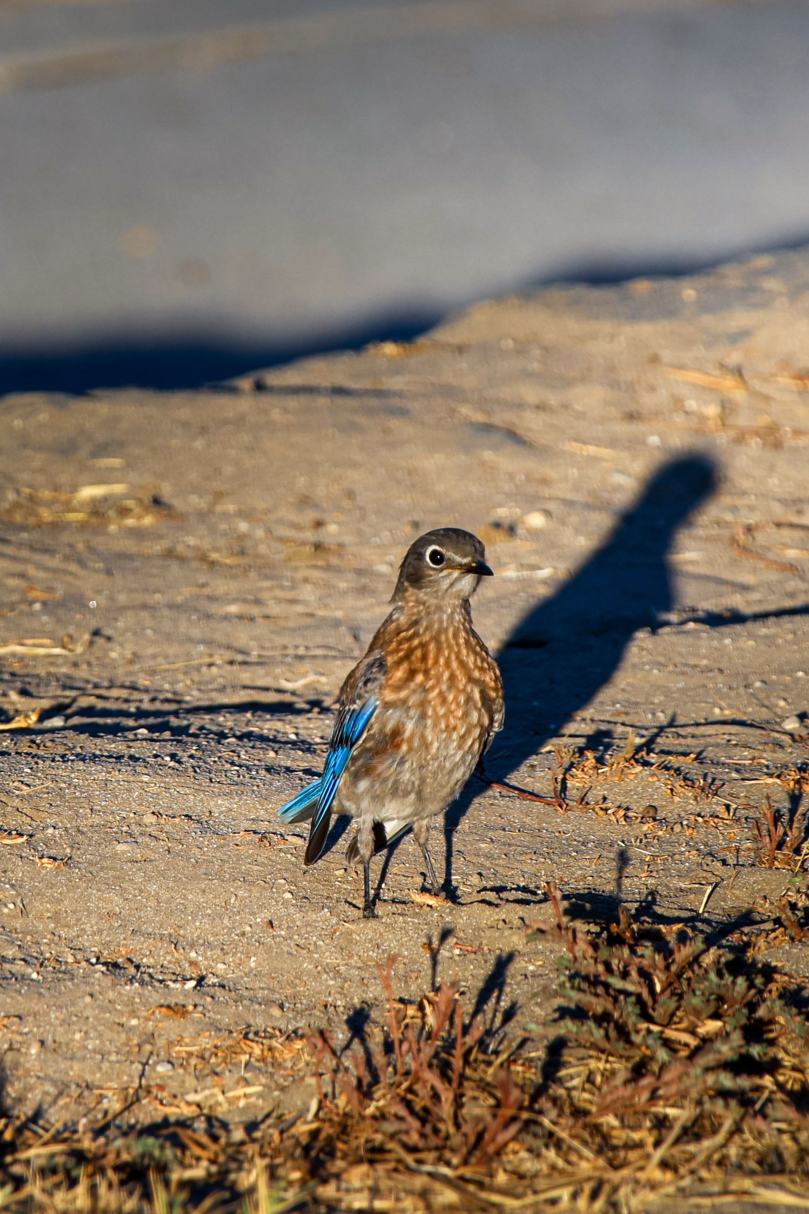 A blue bird is standing on the ground · Free Stock Photo