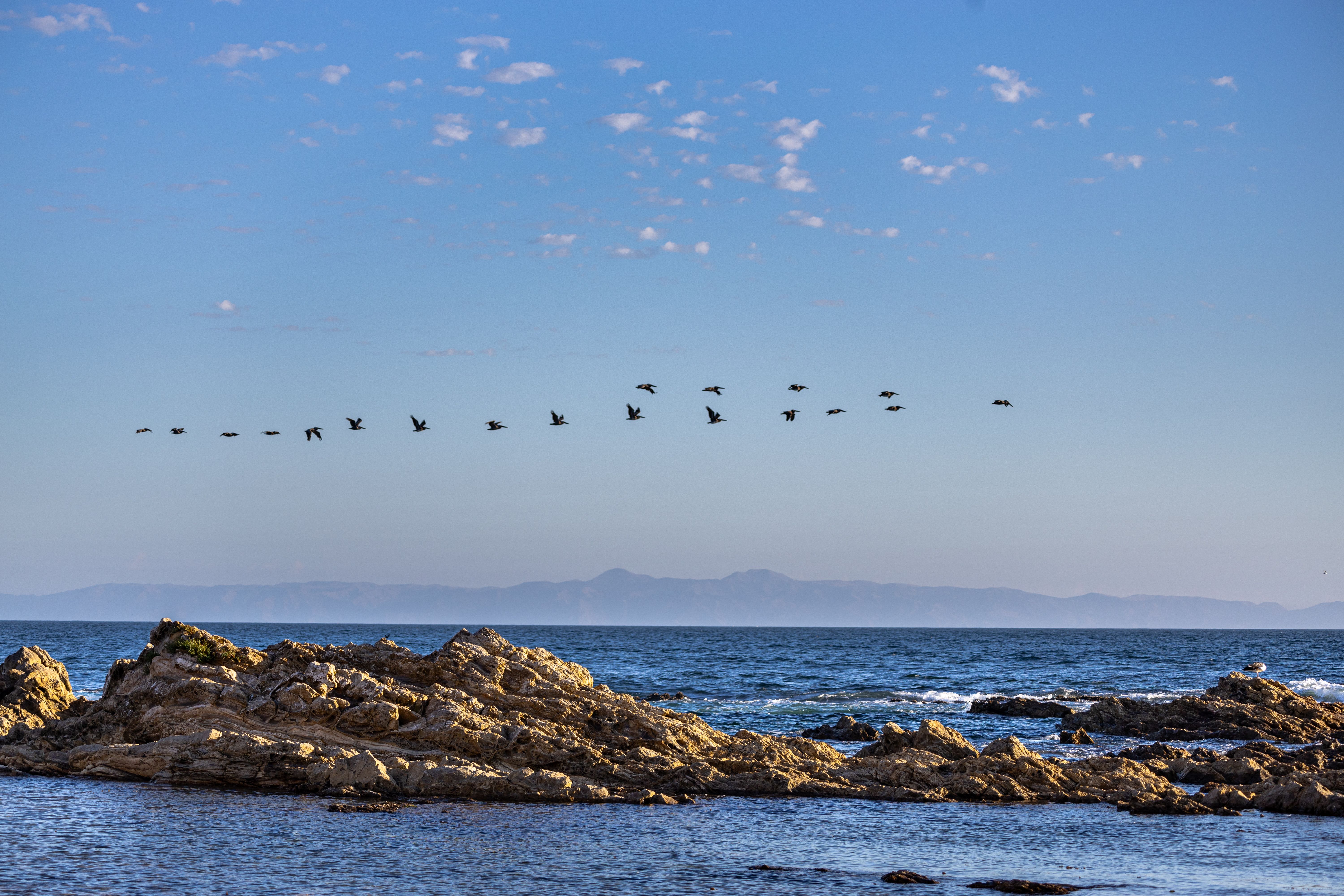 A flock of birds flying over the ocean near a rocky shore · Free Stock ...