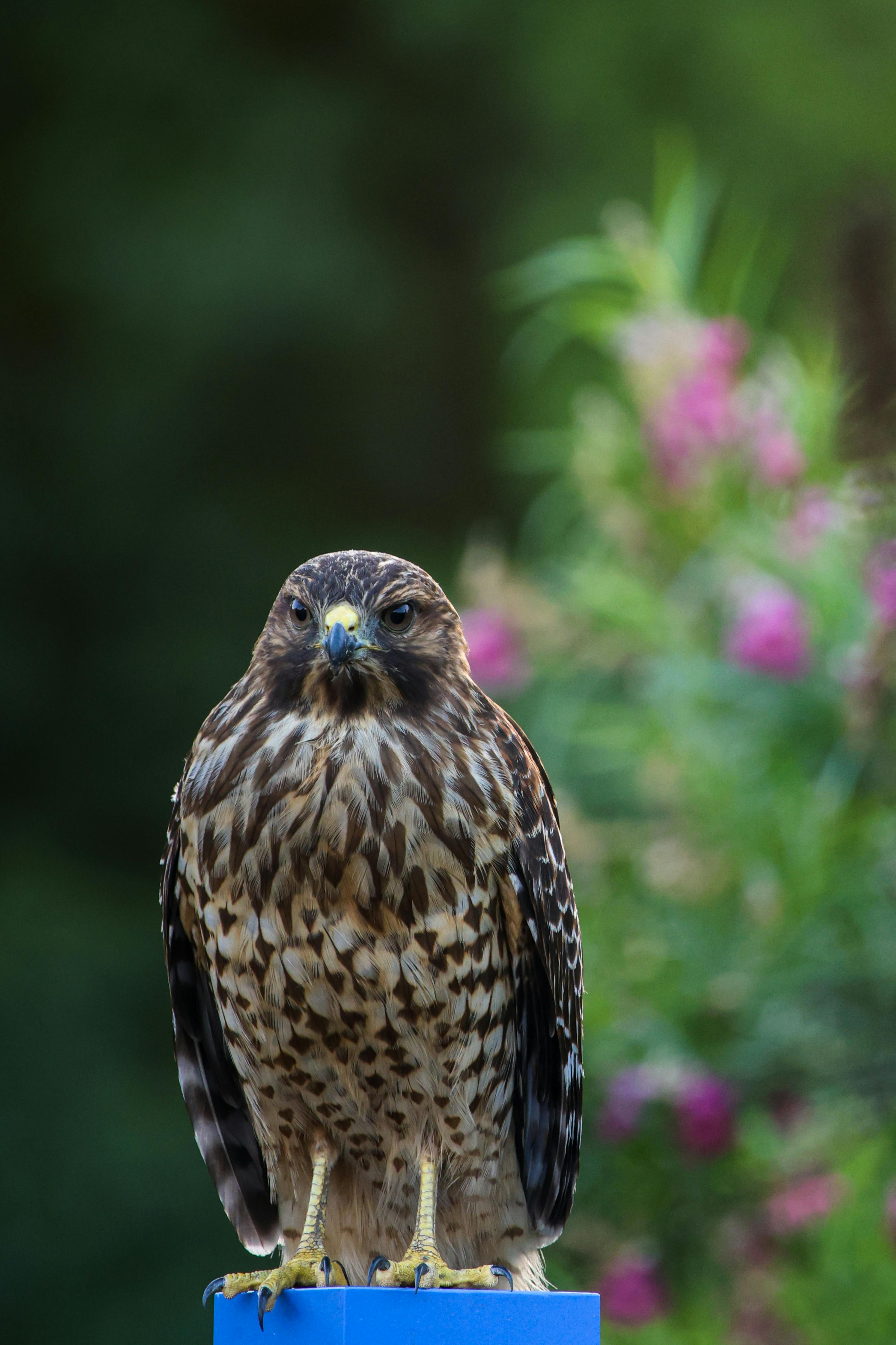 Brunette Posing with Hawk · Free Stock Photo
