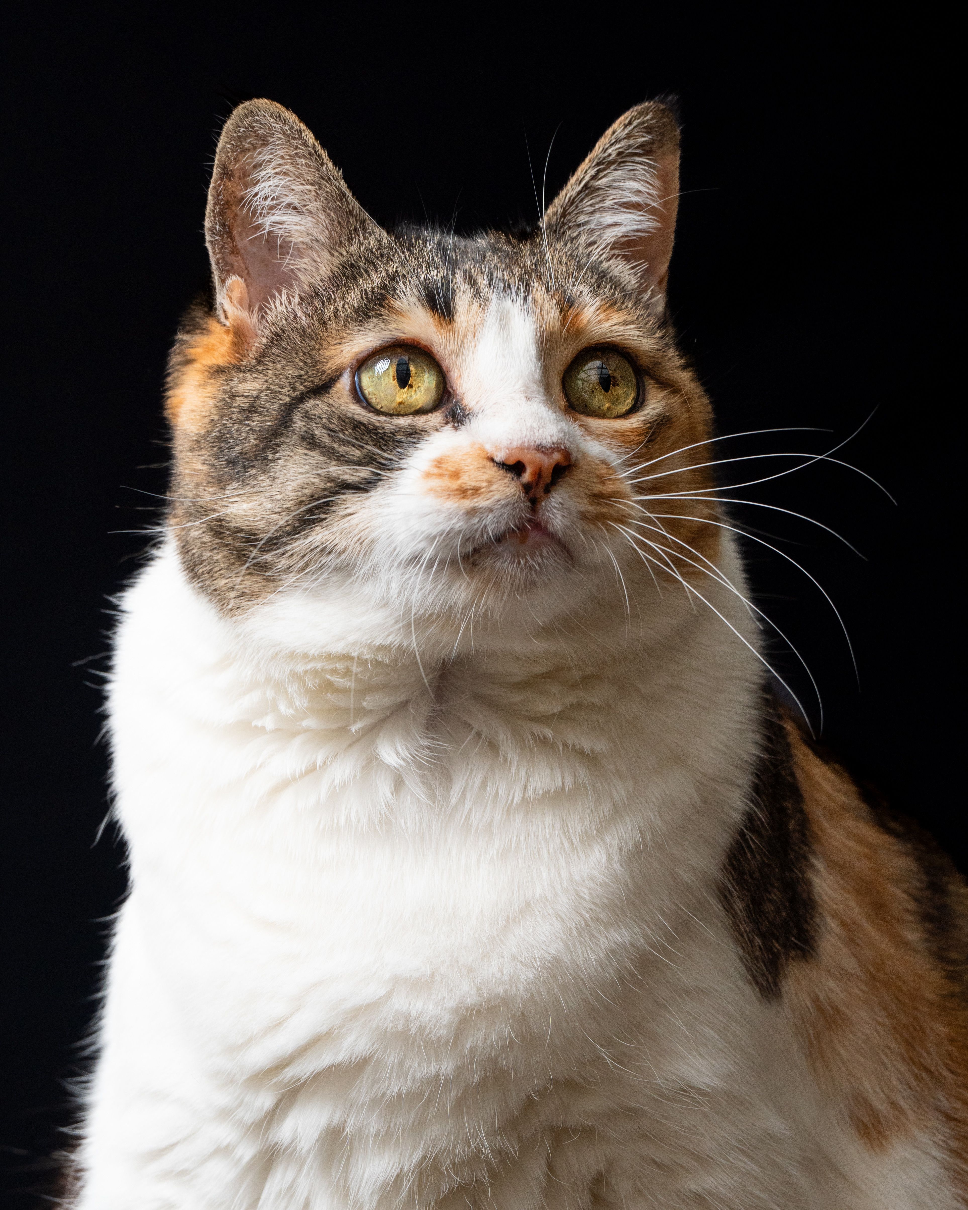 A calico cat is looking up at the camera · Free Stock Photo