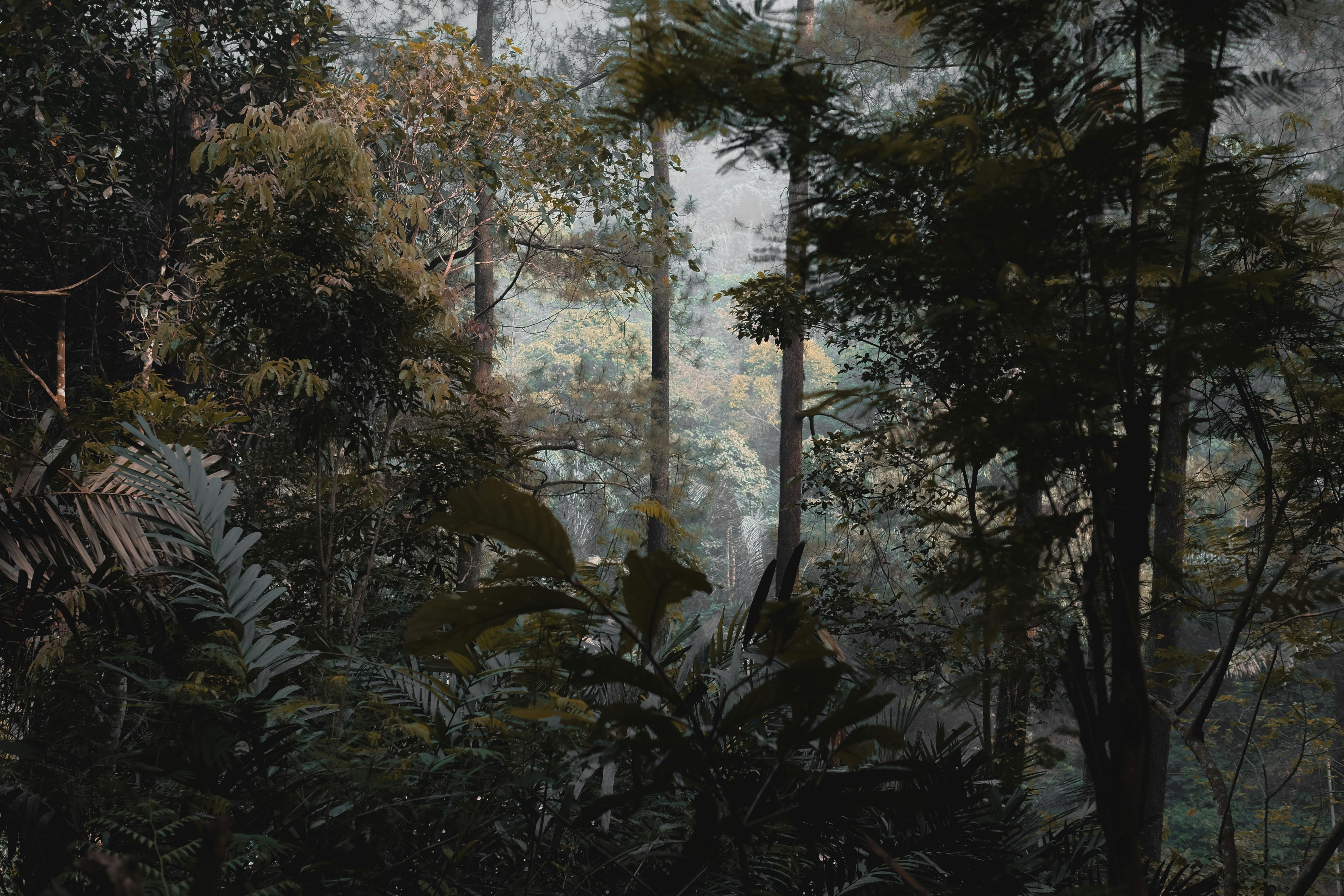 A photo of a forest with trees and plants · Free Stock Photo