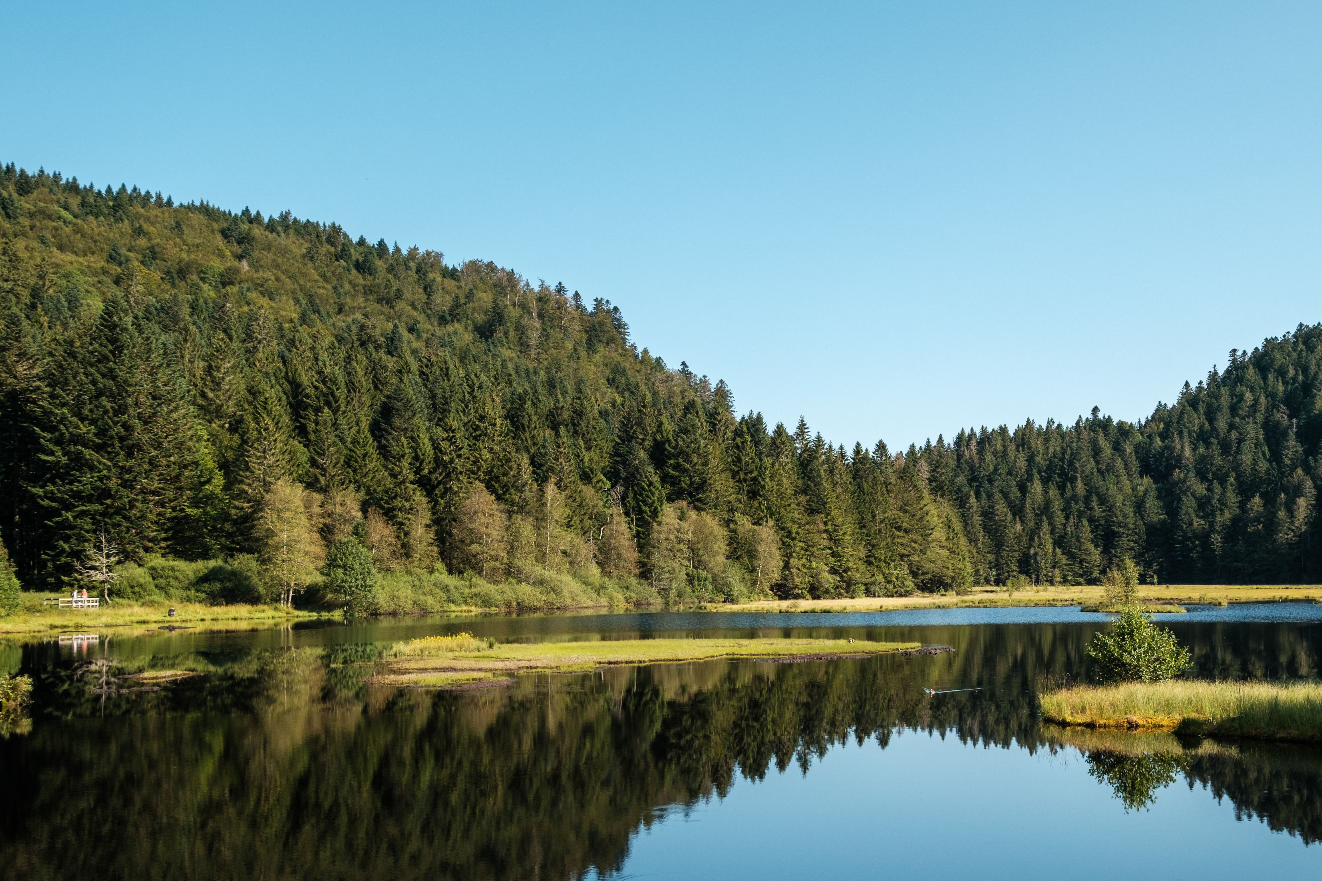 Scenic View of Lake in Forest · Free Stock Photo