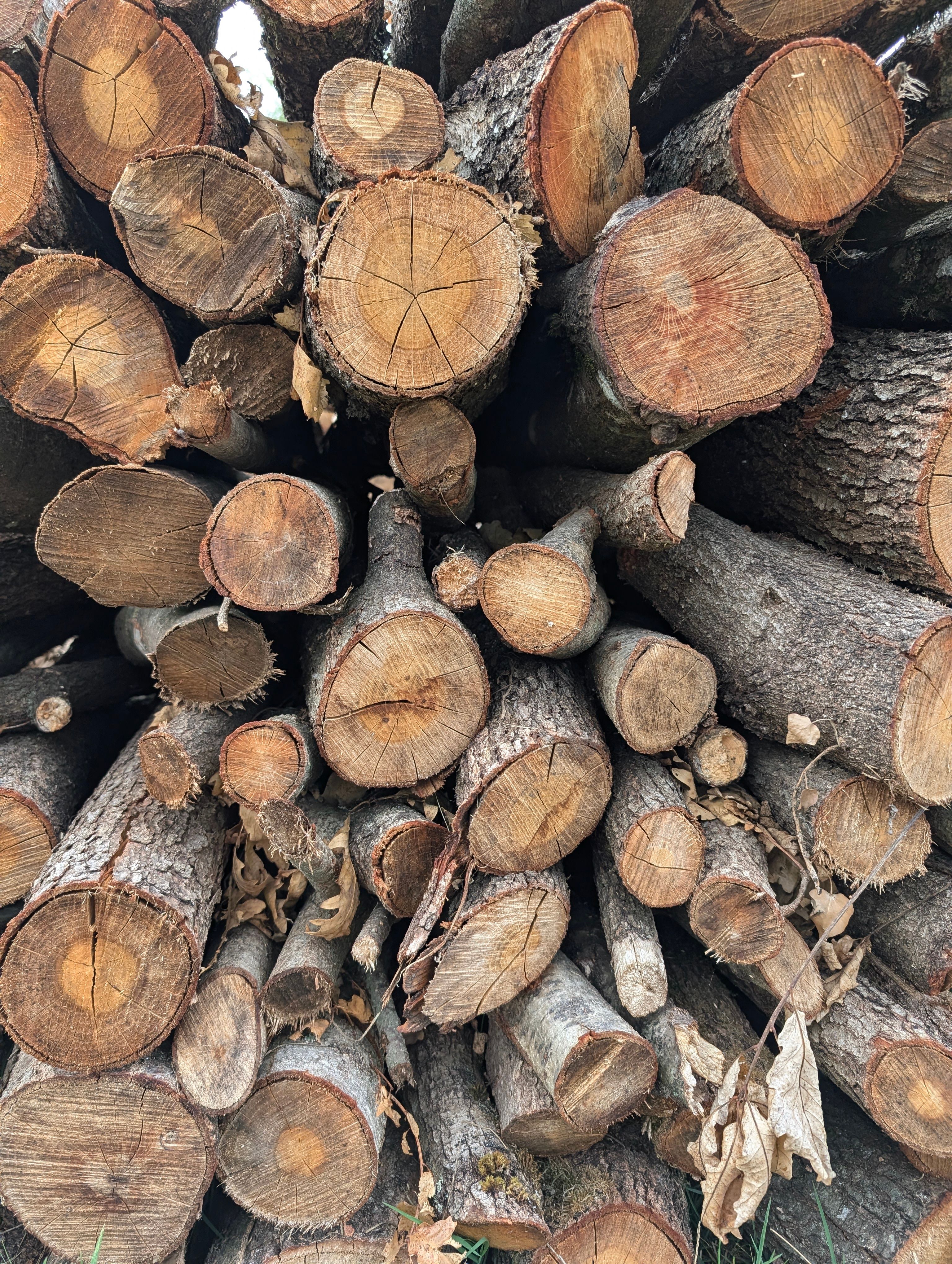 A pile of logs with the words, log pile · Free Stock Photo