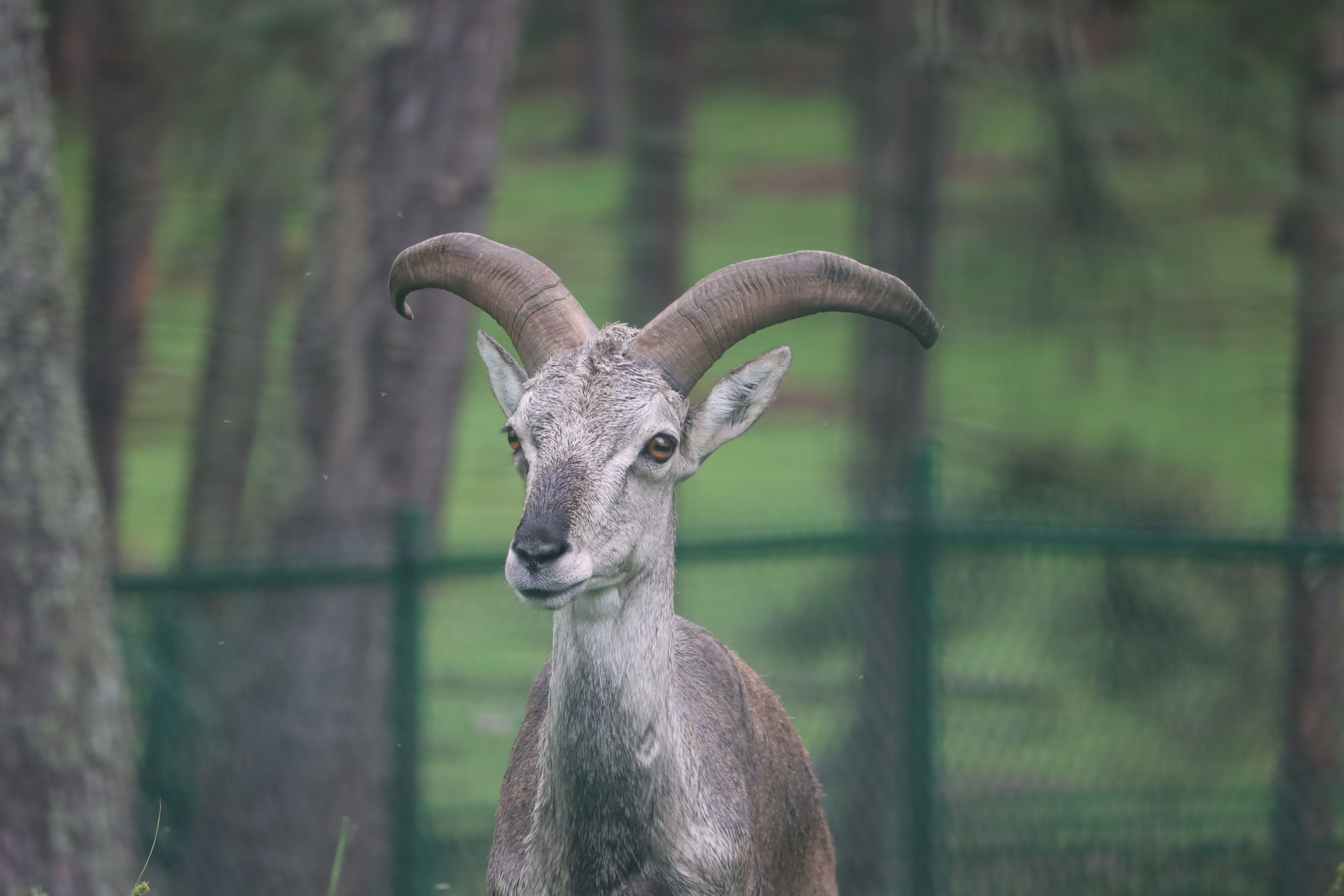 Himalayan Musk Gland Deer Photos, Download The BEST Free Himalayan Musk ...