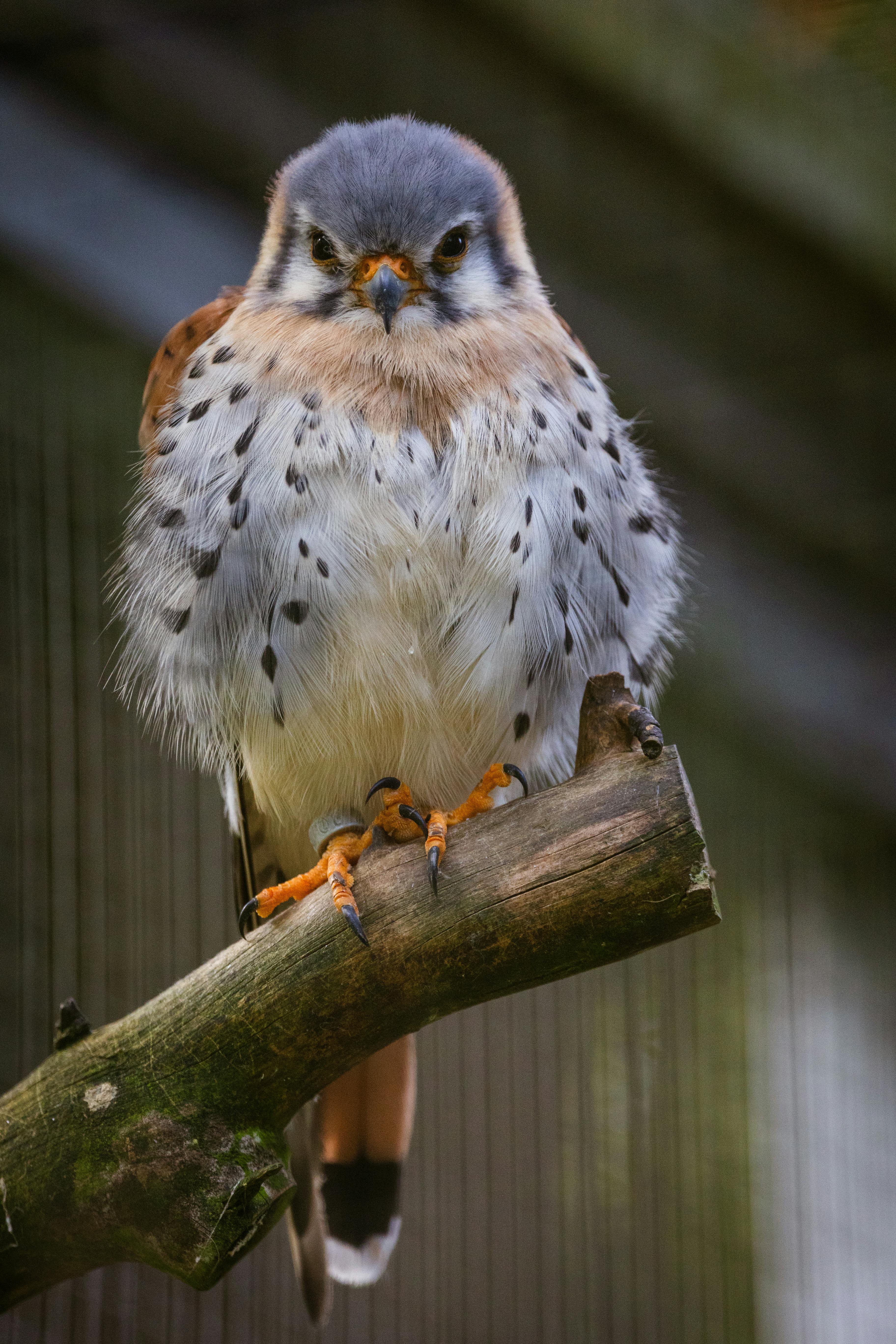 A falcon perched on a branch in a zoo · Free Stock Photo