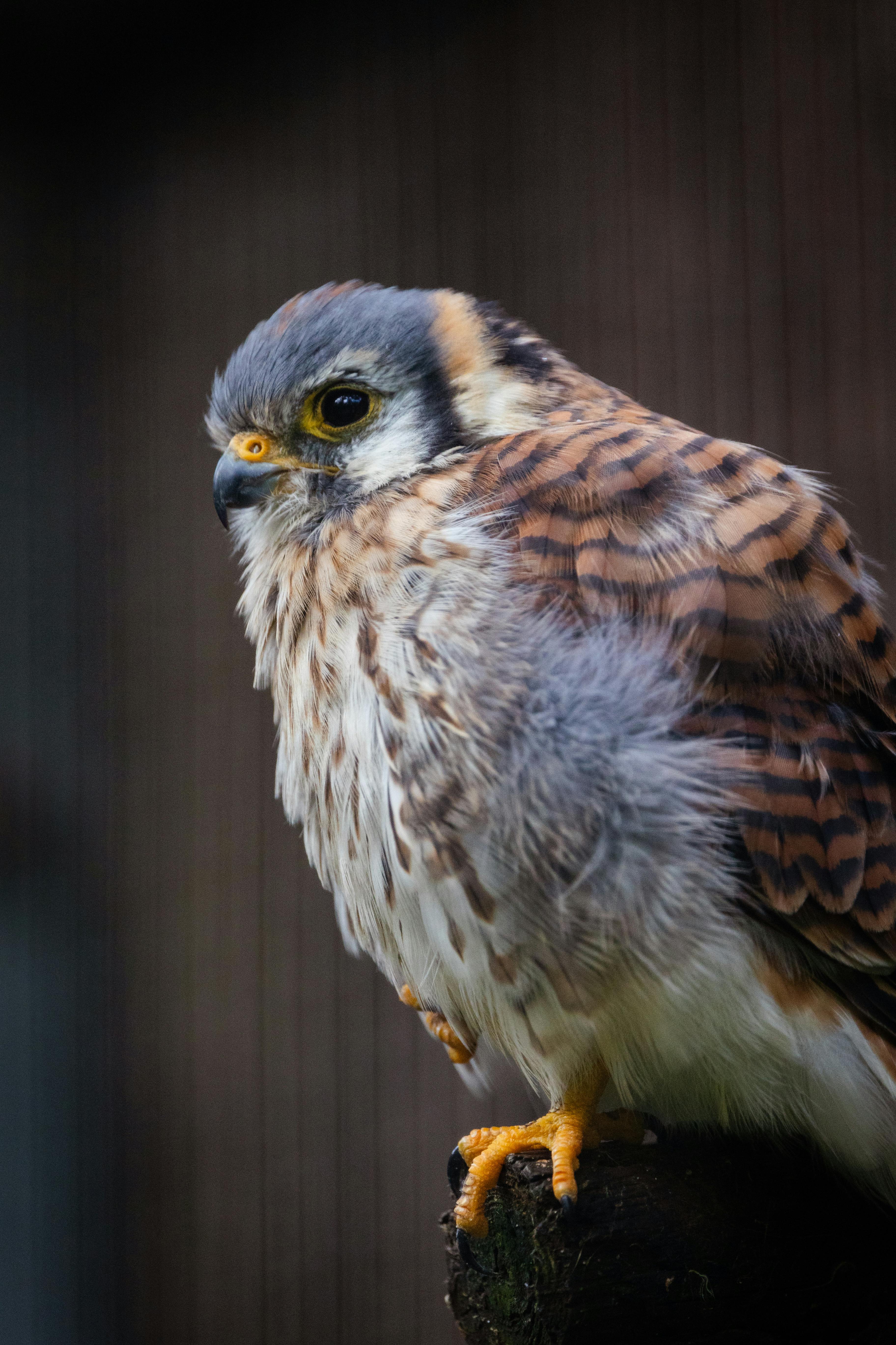 A falcon is sitting on a branch in a cage · Free Stock Photo