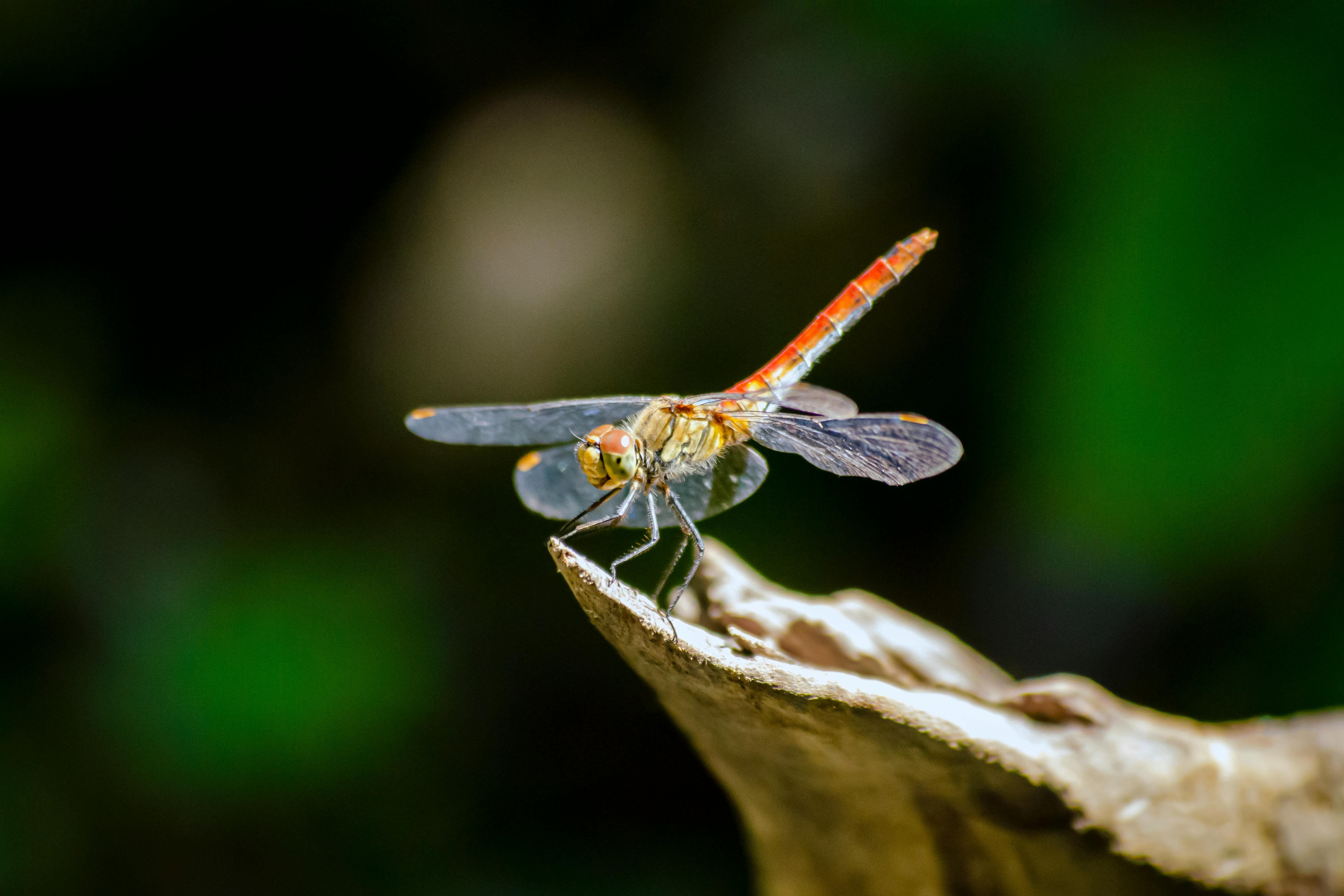 Brown Winged Insect on Green Leaf Plant · Free Stock Photo