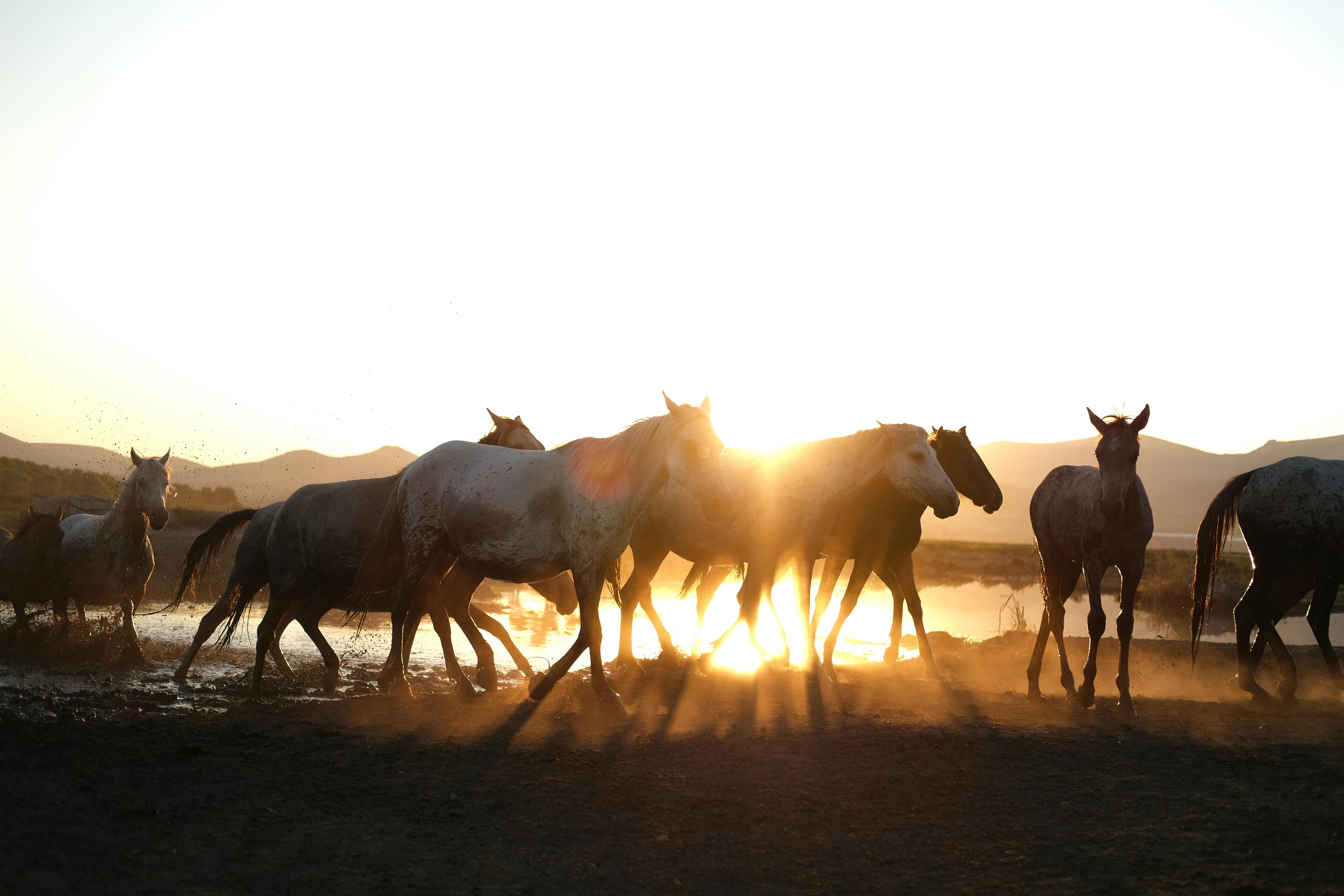 A herd of horses running through the sunset · Free Stock Photo