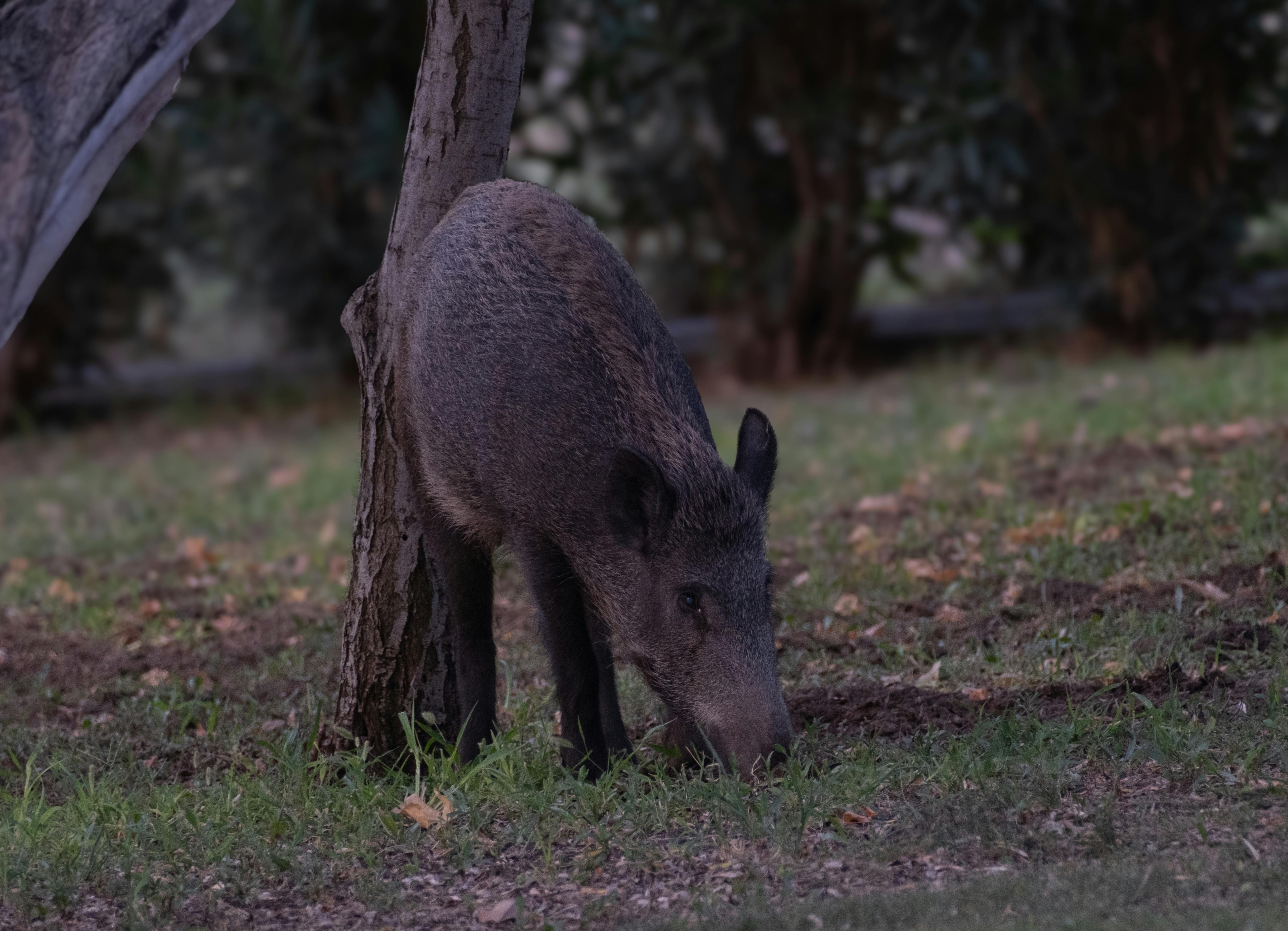 A wild boar is eating grass in the grass · Free Stock Photo